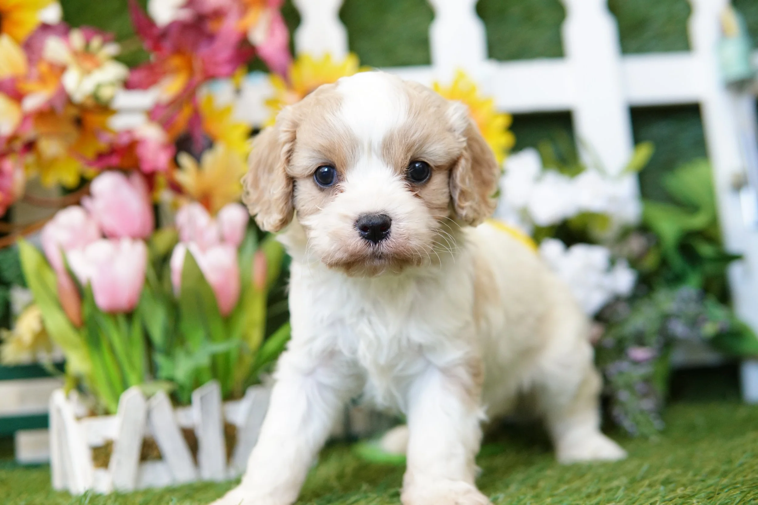 CKC — North Iowa Puppies
