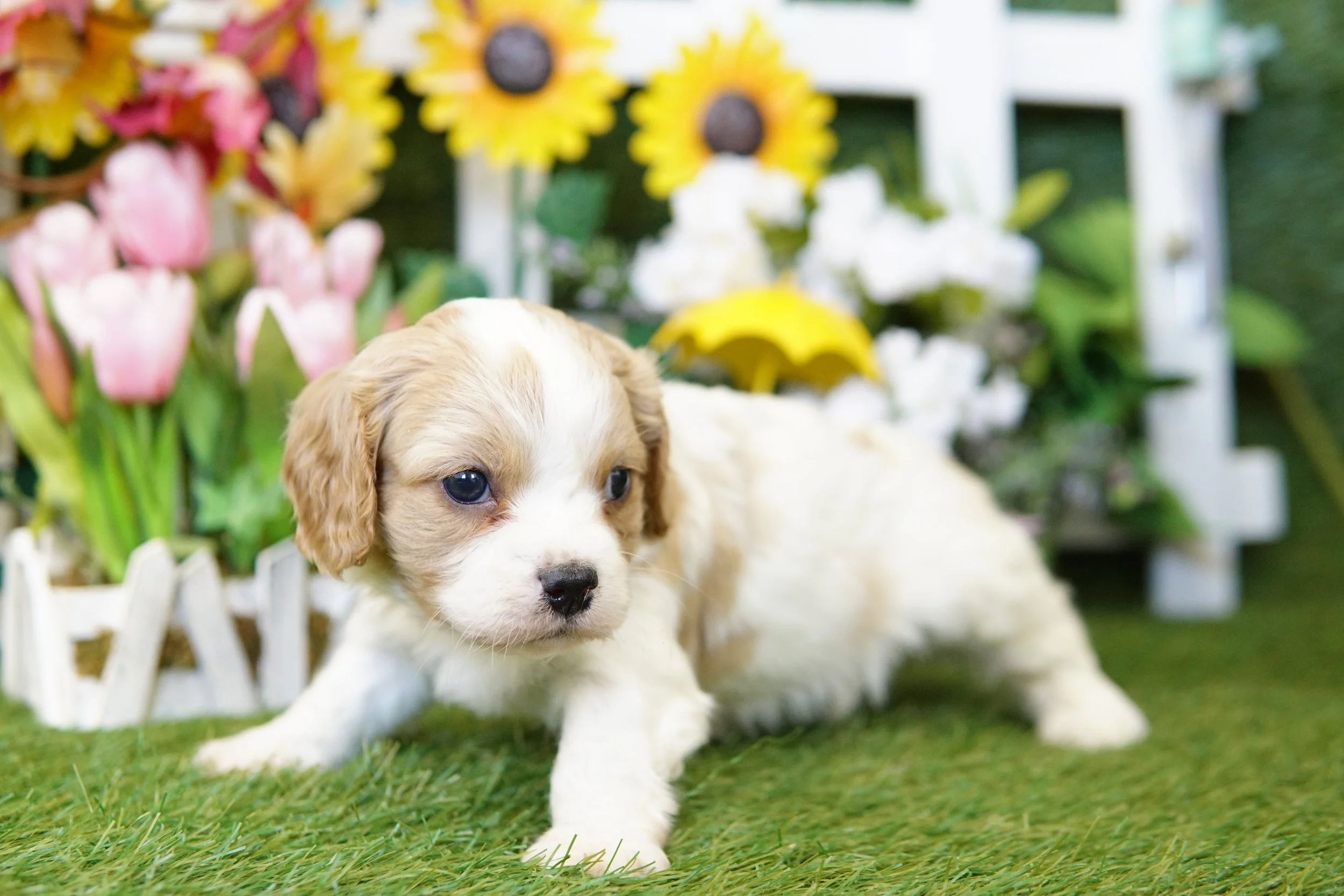 CKC — North Iowa Puppies