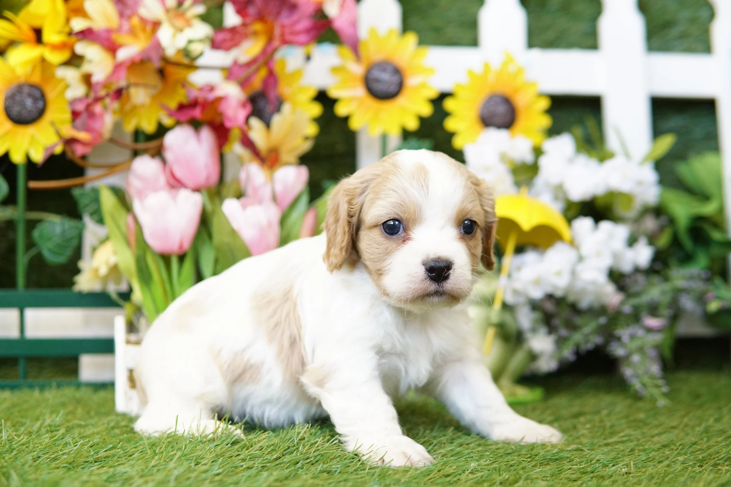 CKC — North Iowa Puppies
