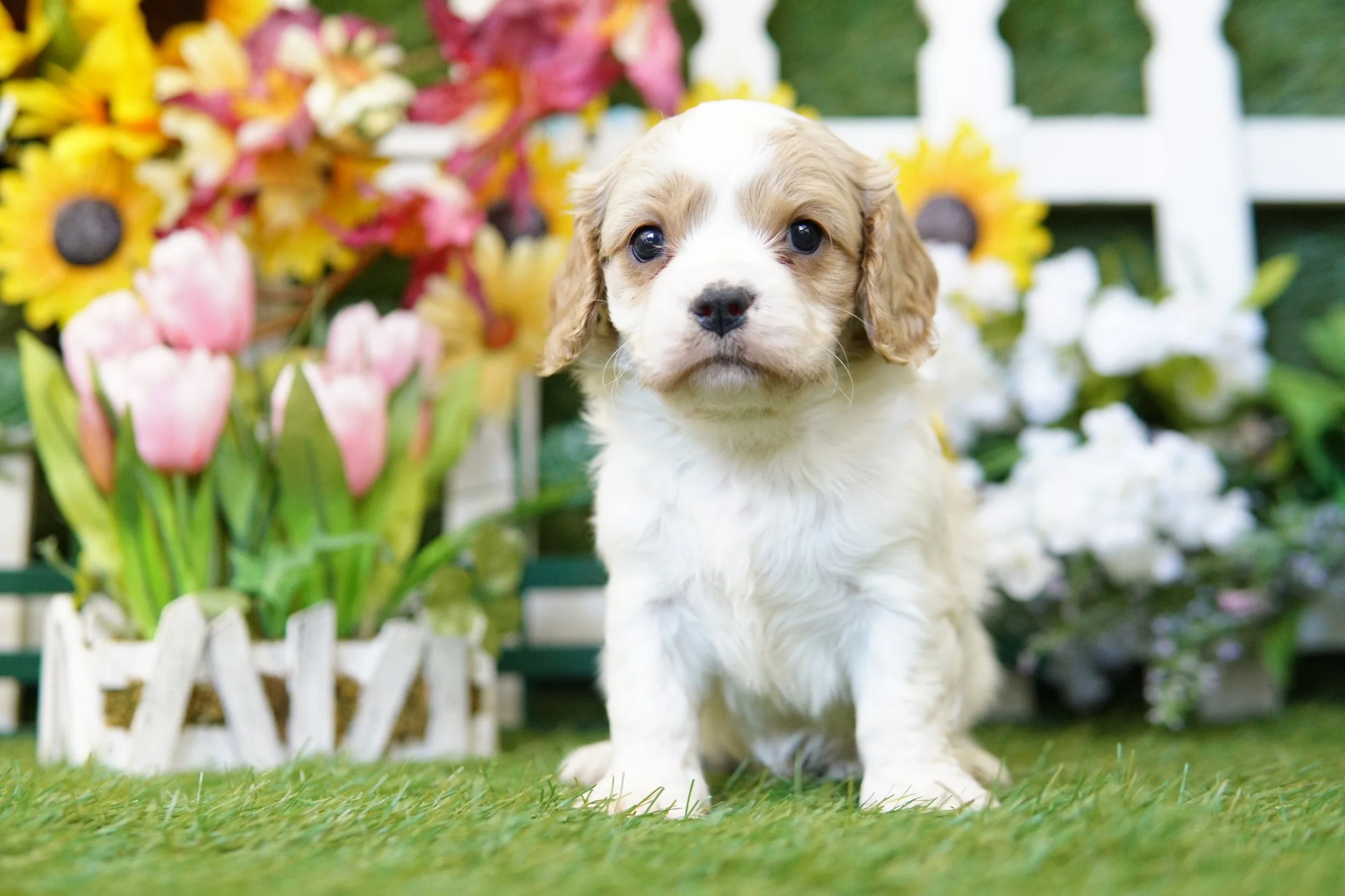 CKC — North Iowa Puppies