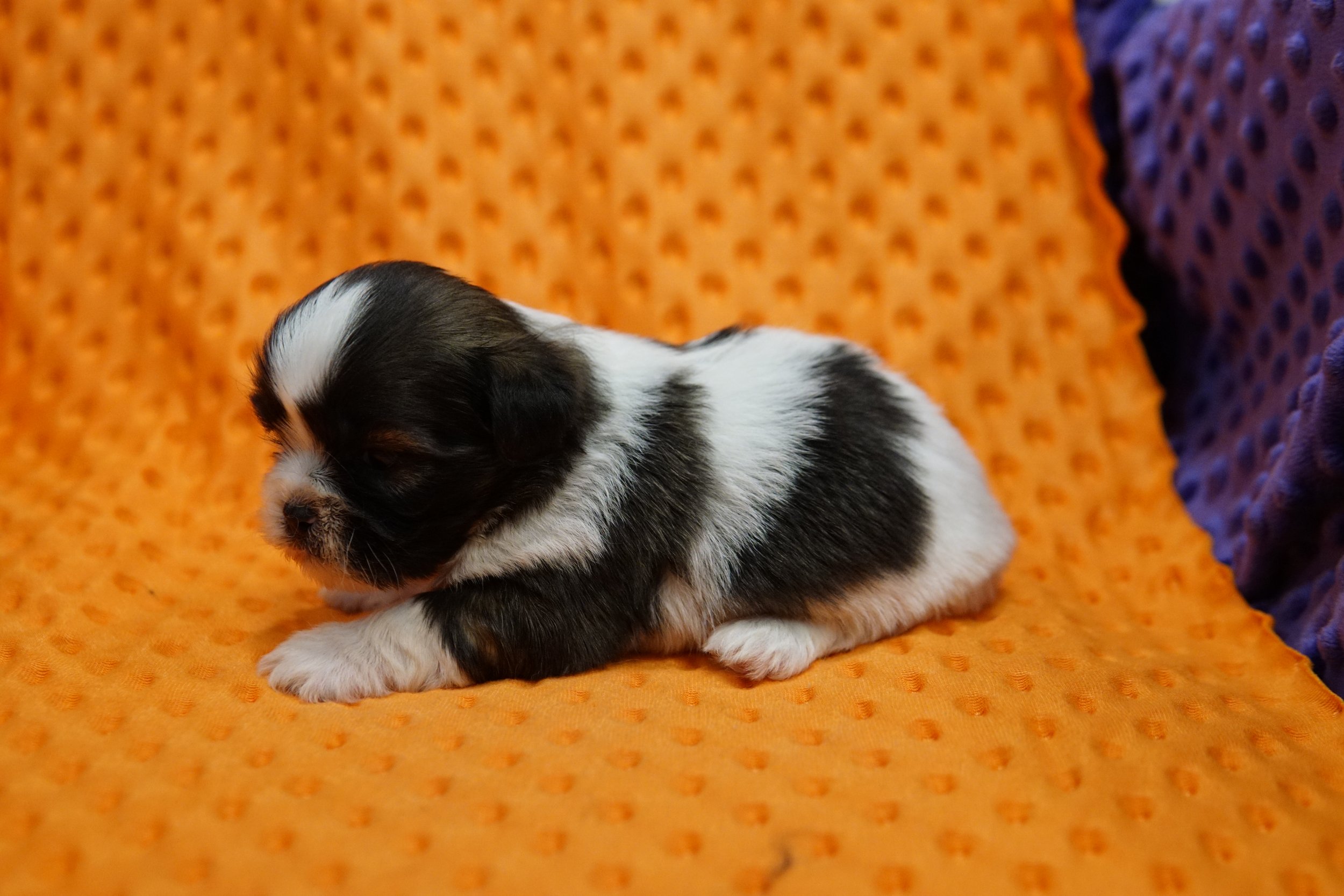 Shih Tzu — North Iowa Puppies
