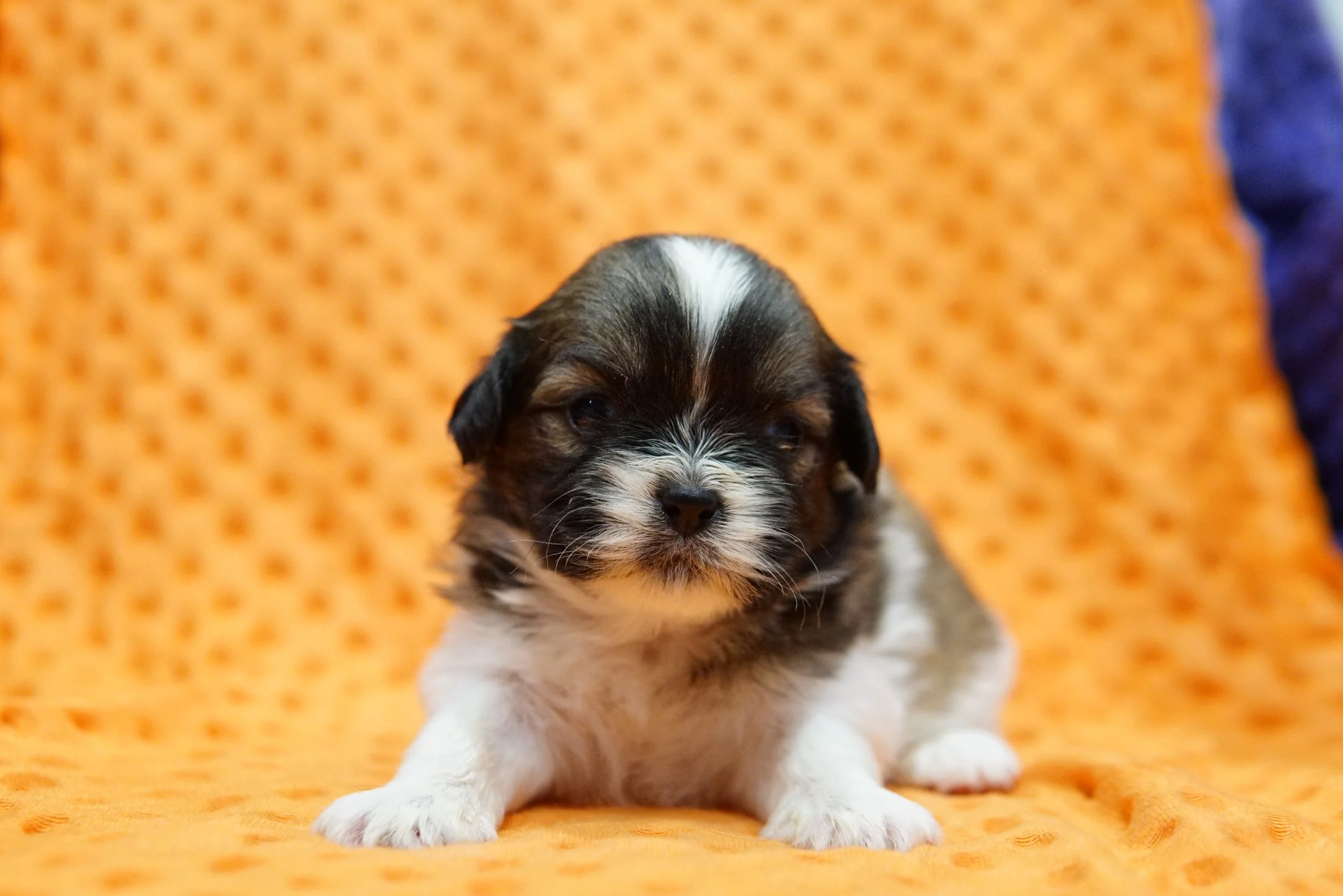 CKC — North Iowa Puppies