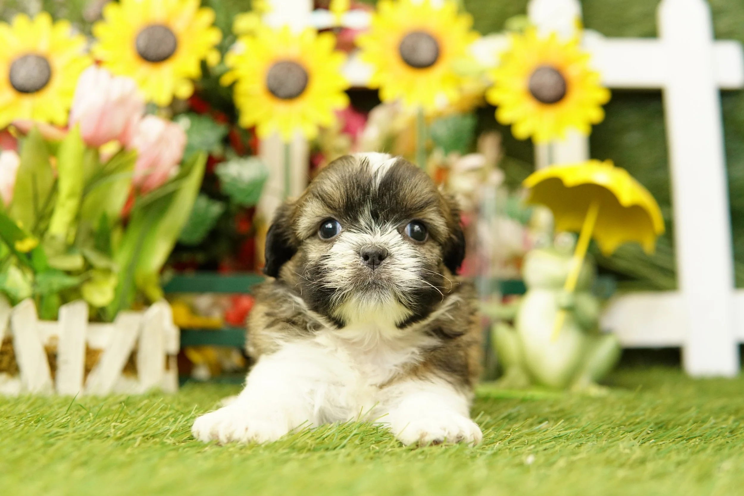 Available Puppies — North Iowa Puppies