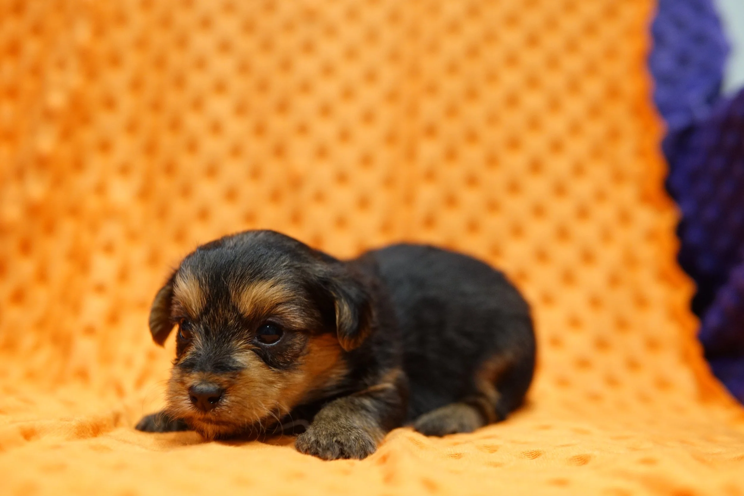 CKC — North Iowa Puppies