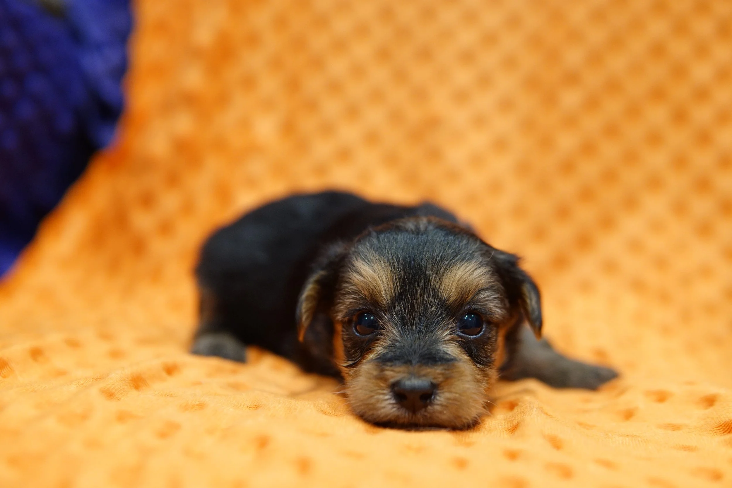 CKC — North Iowa Puppies
