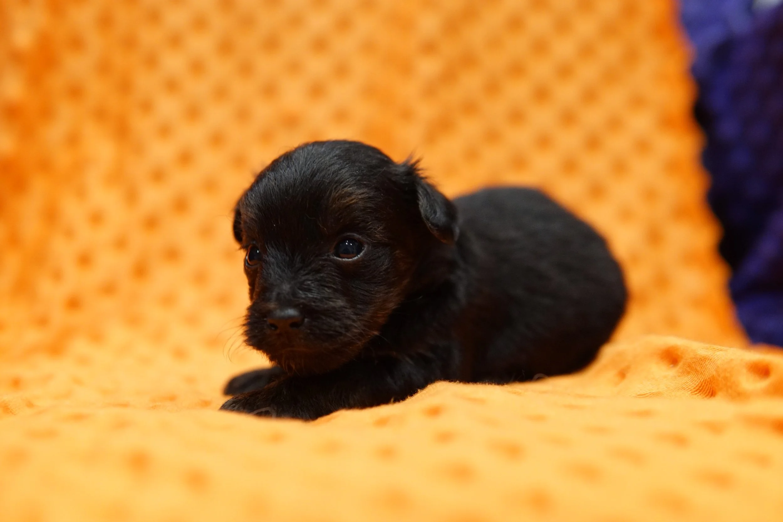 CKC — North Iowa Puppies