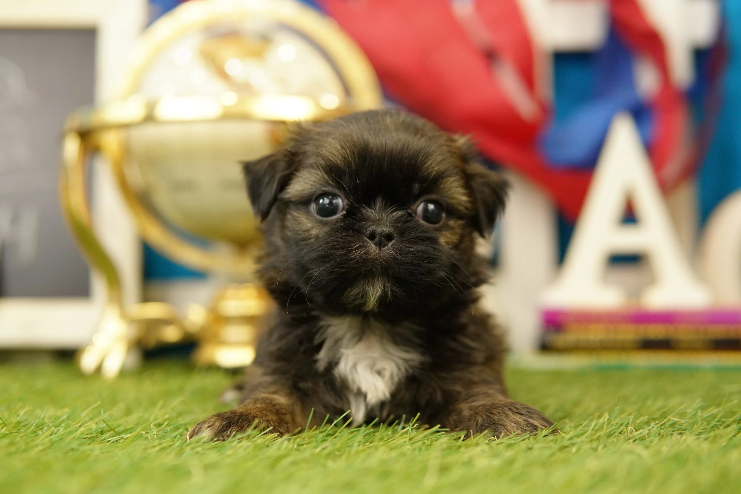 Available Puppies — North Iowa Puppies
