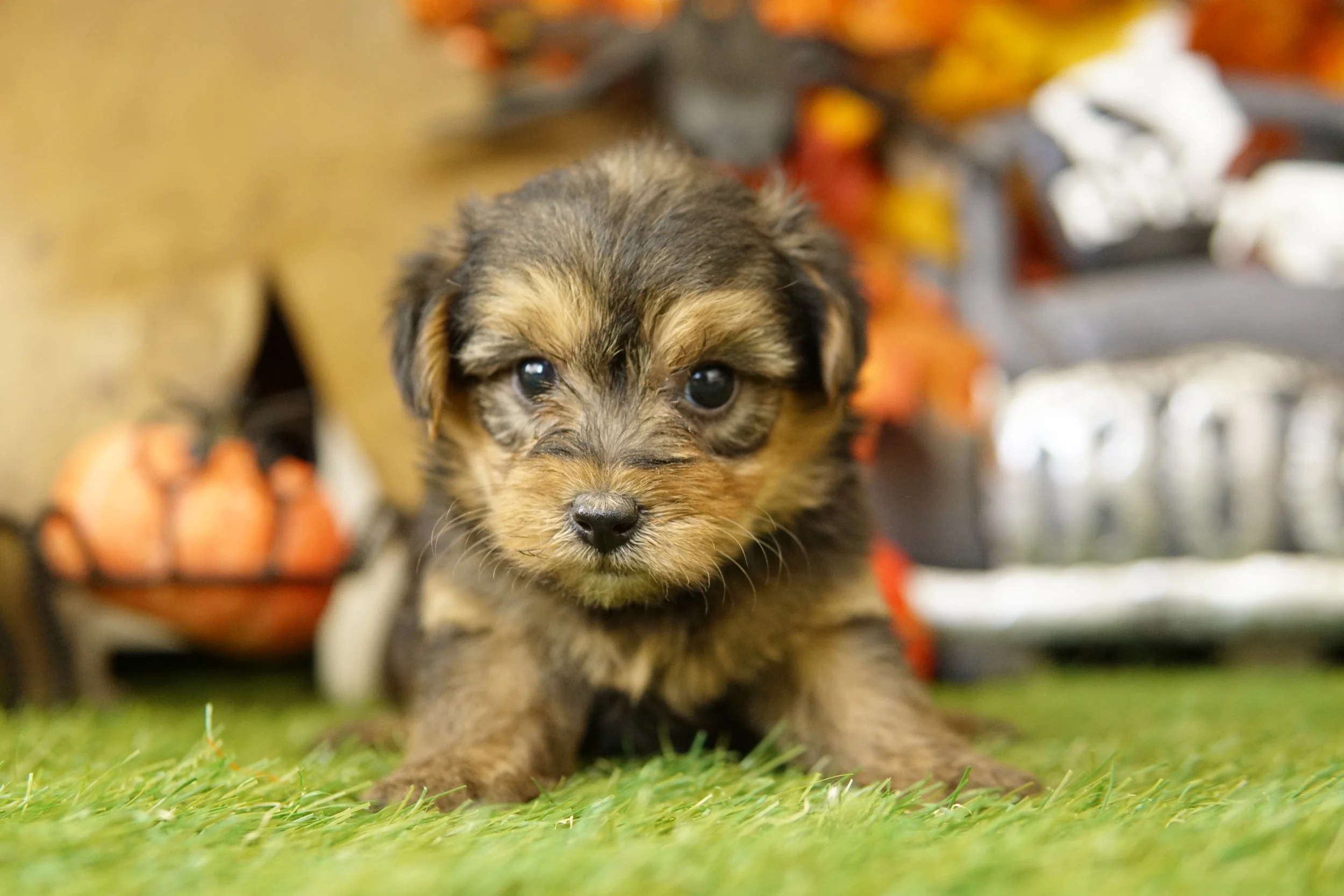 CKC — North Iowa Puppies