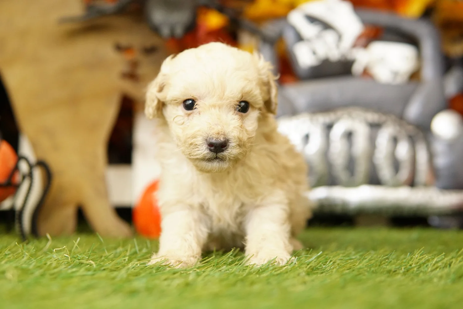 Available Puppies — North Iowa Puppies