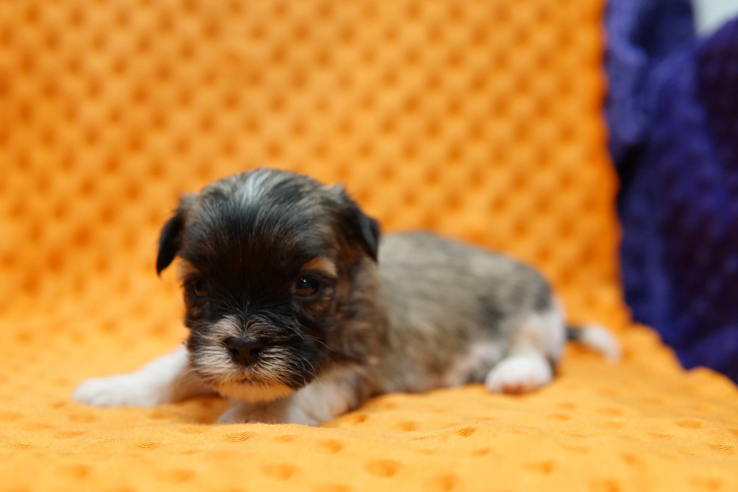 puppy 6 — North Iowa Puppies
