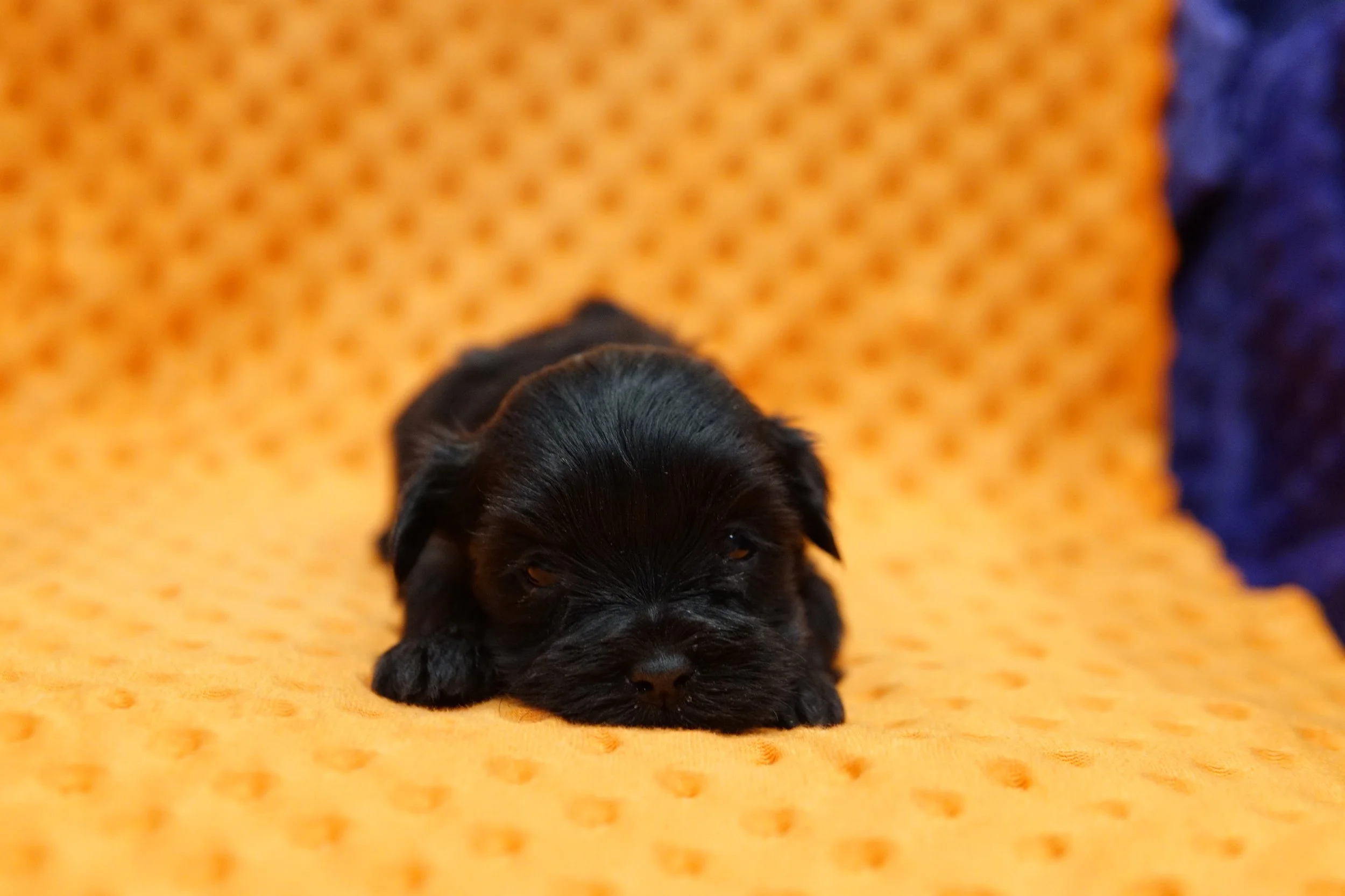 puppy 6 — North Iowa Puppies