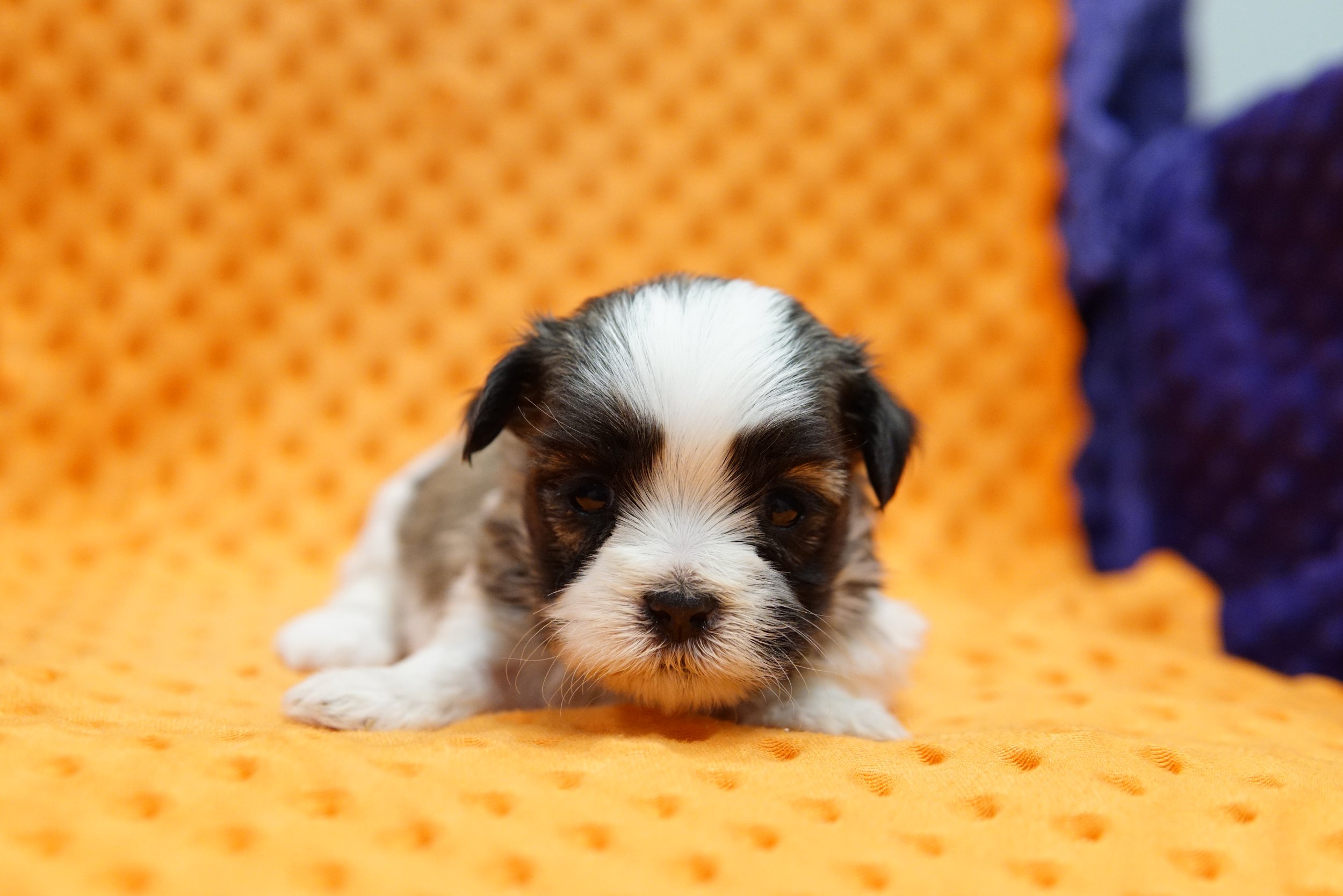 puppy 6 — North Iowa Puppies