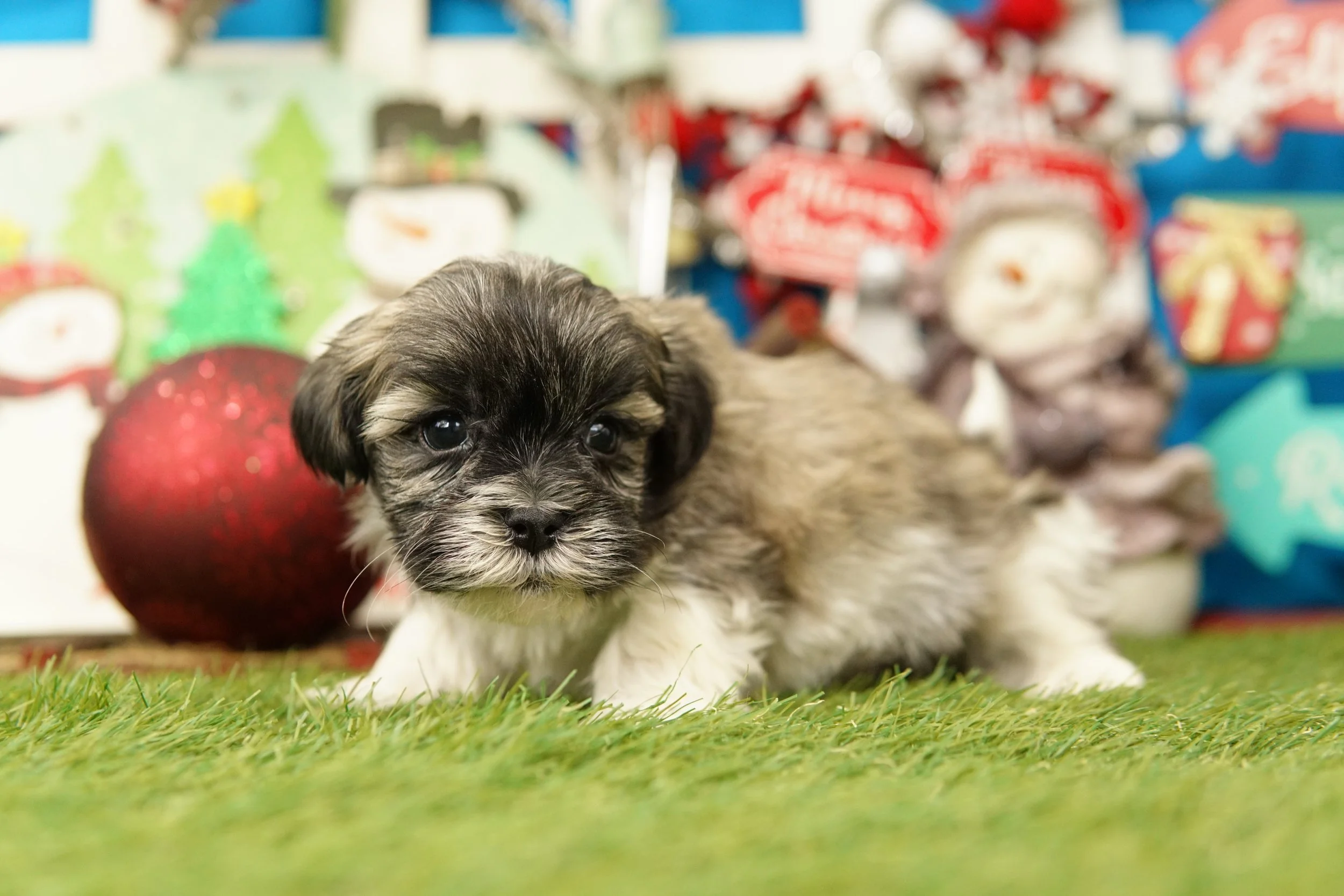 puppy 6 — North Iowa Puppies