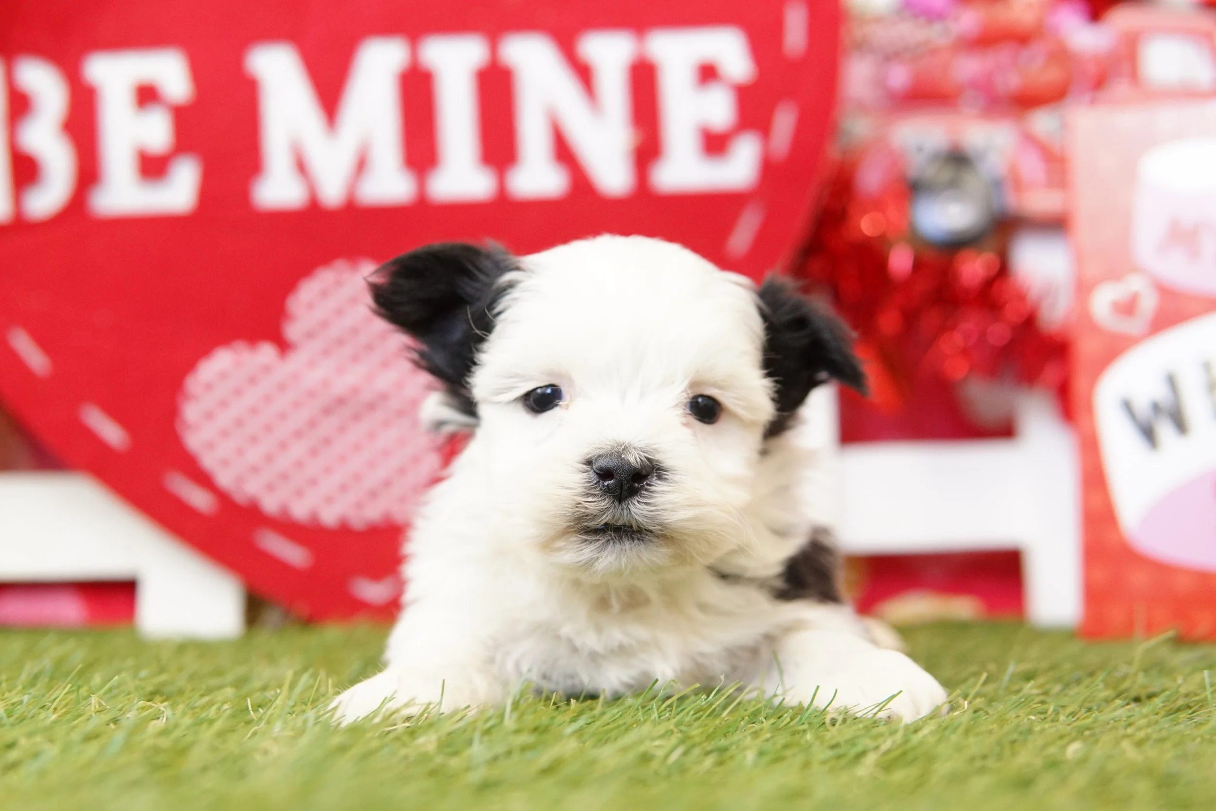puppy 4 — North Iowa Puppies