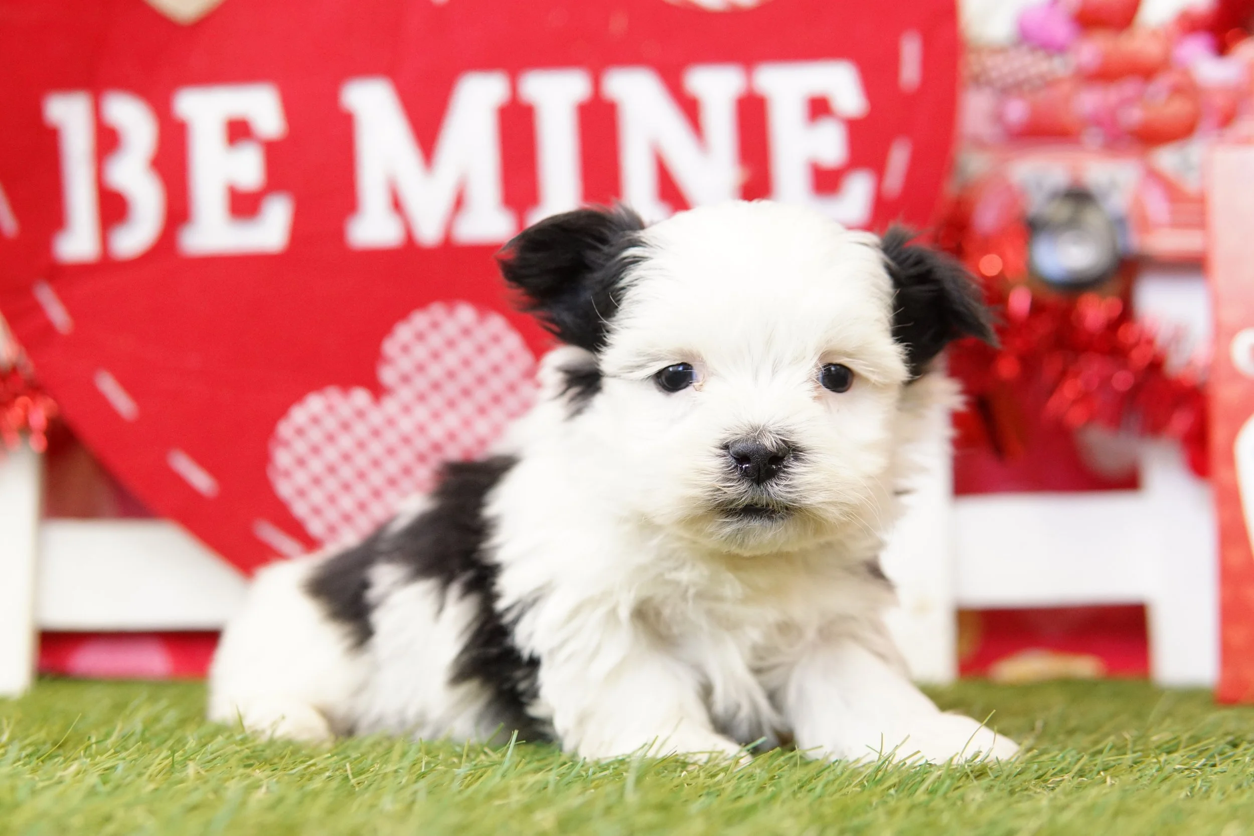 puppy 4 — North Iowa Puppies