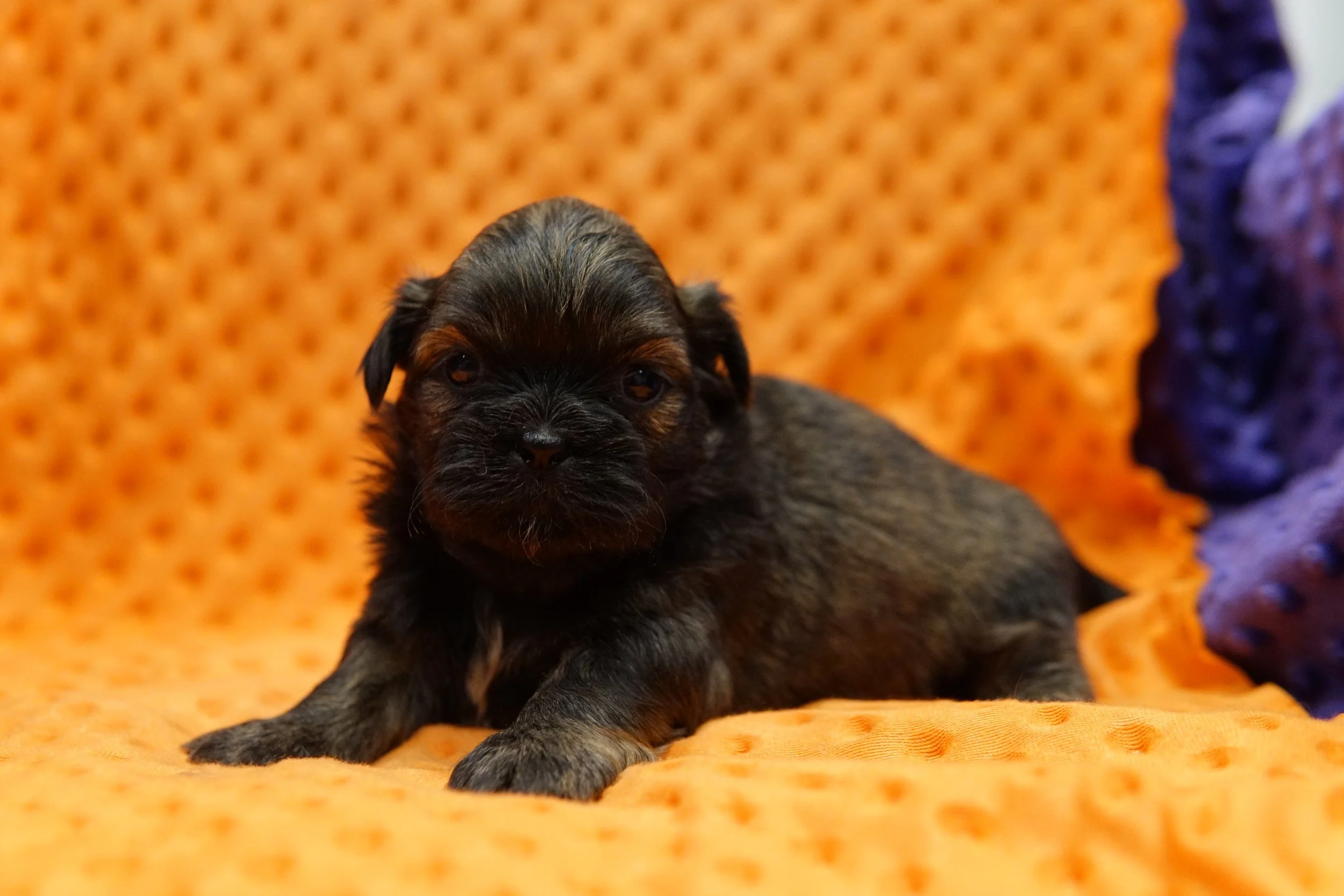 Puppy 7 — North Iowa Puppies
