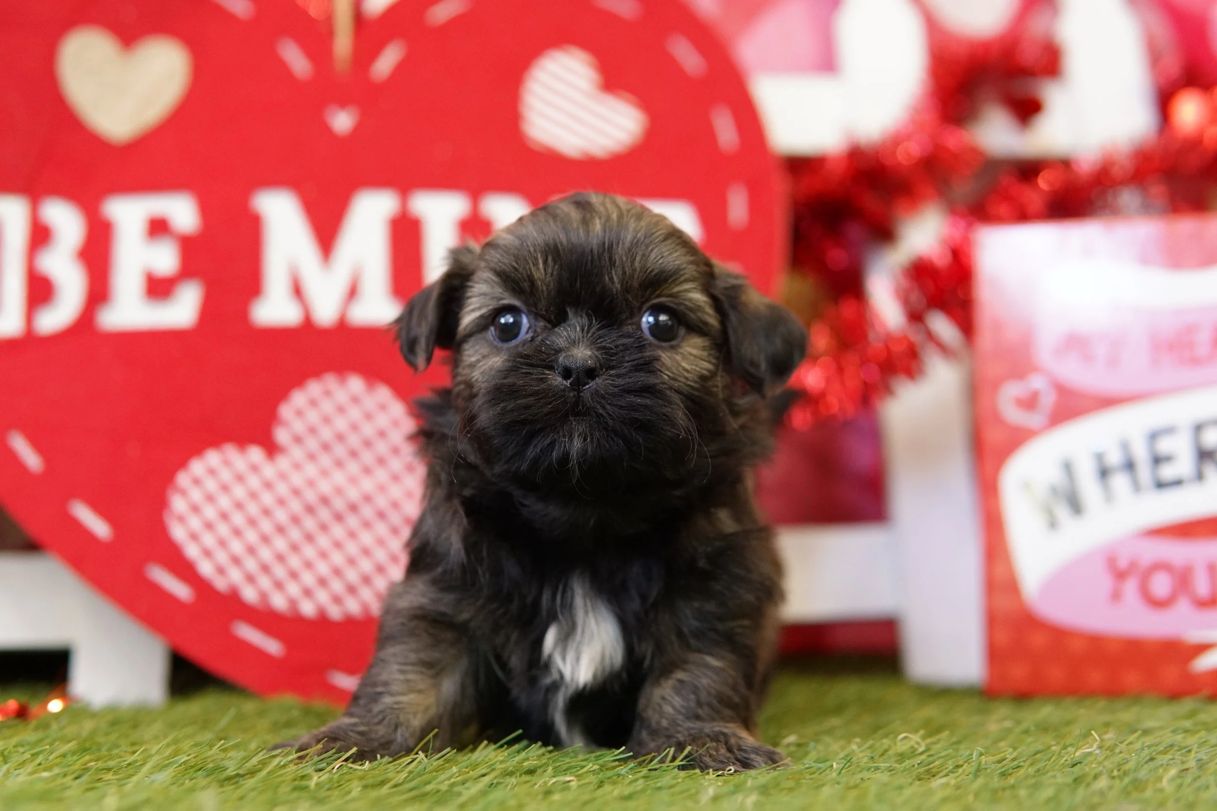 Puppy 7 — North Iowa Puppies
