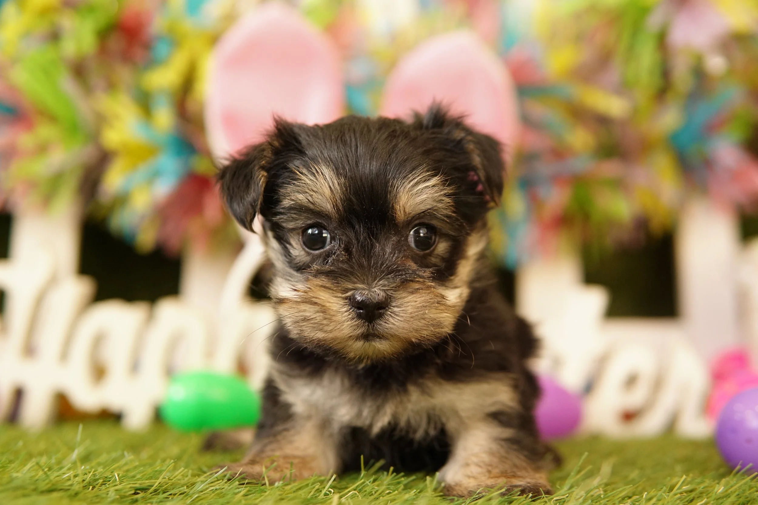 Available Puppies — North Iowa Puppies