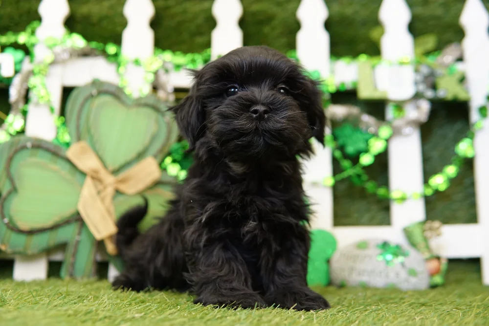 Available Puppies — North Iowa Puppies