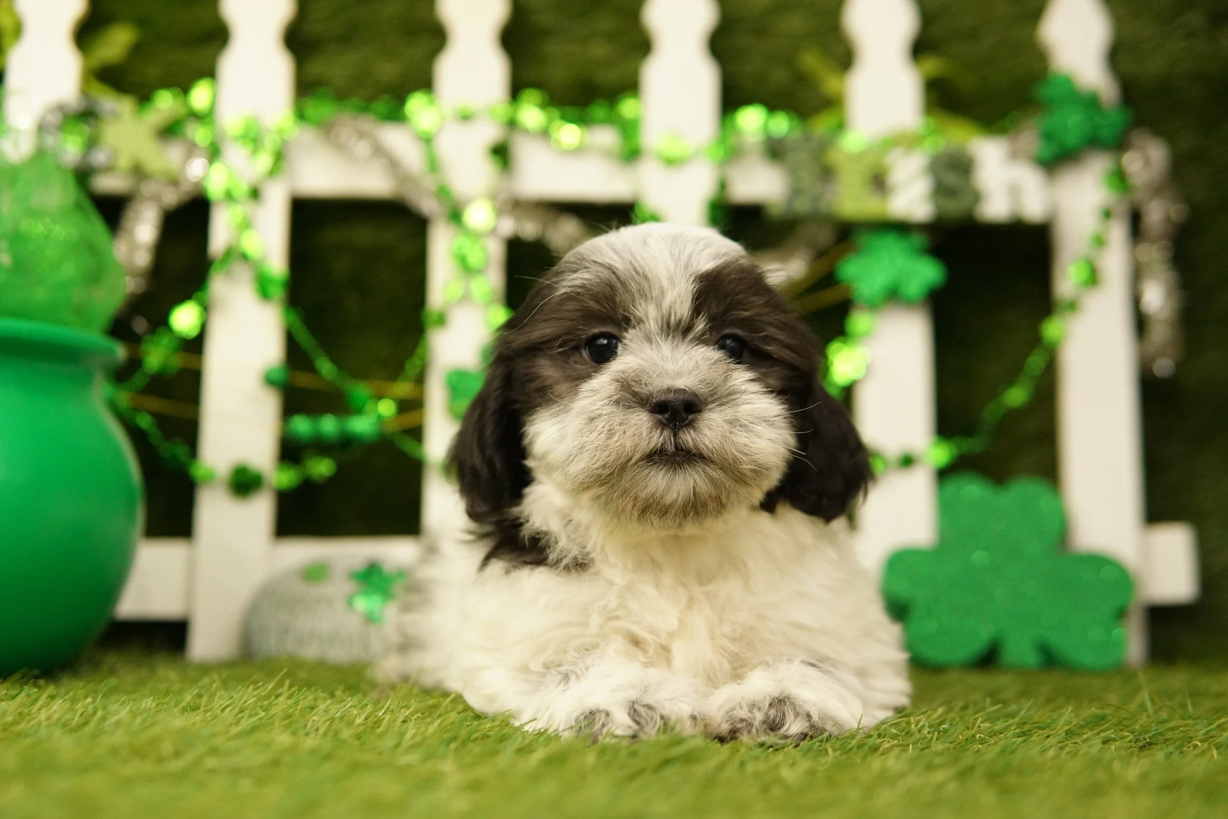Available Puppies — North Iowa Puppies