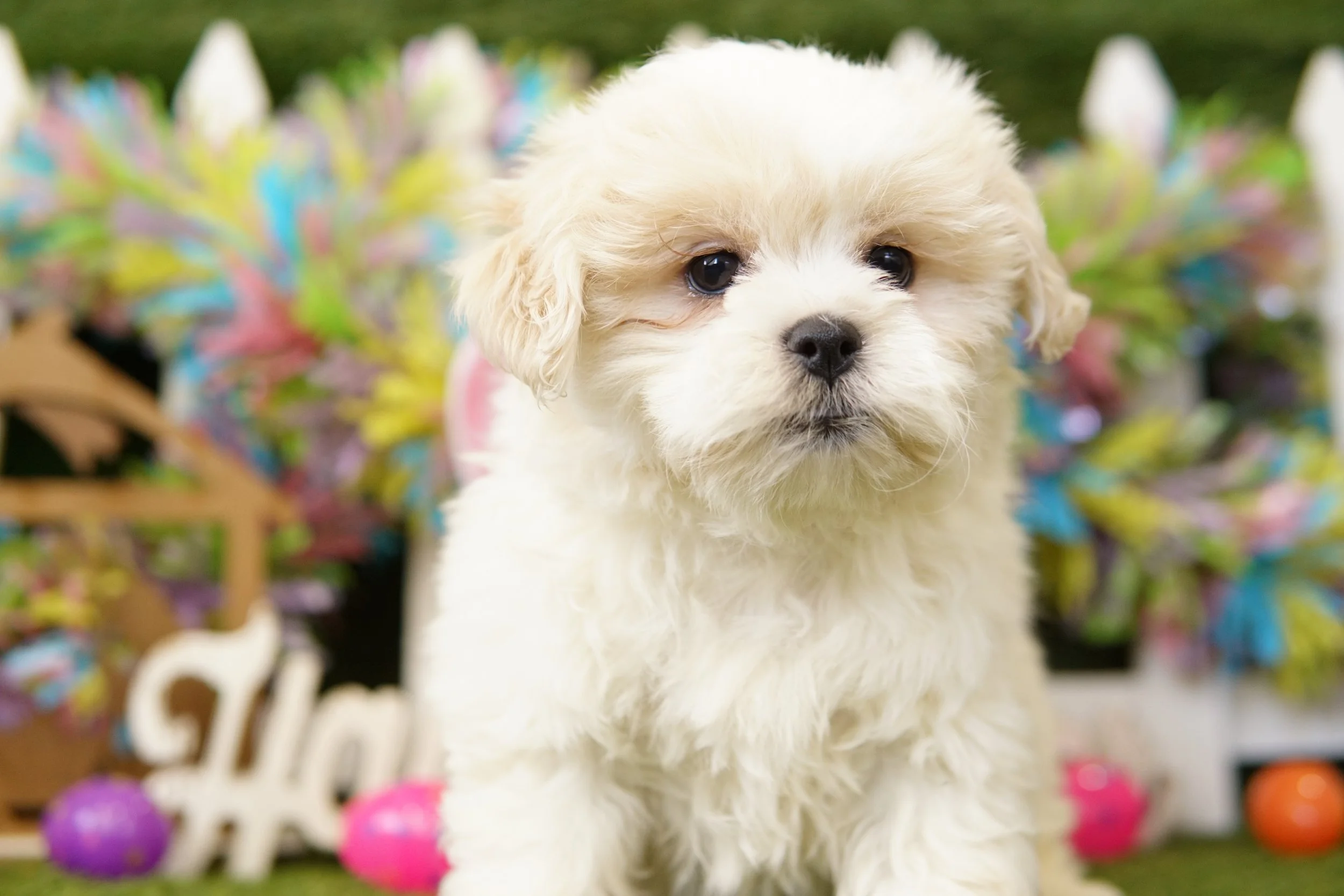 Available Puppies — North Iowa Puppies