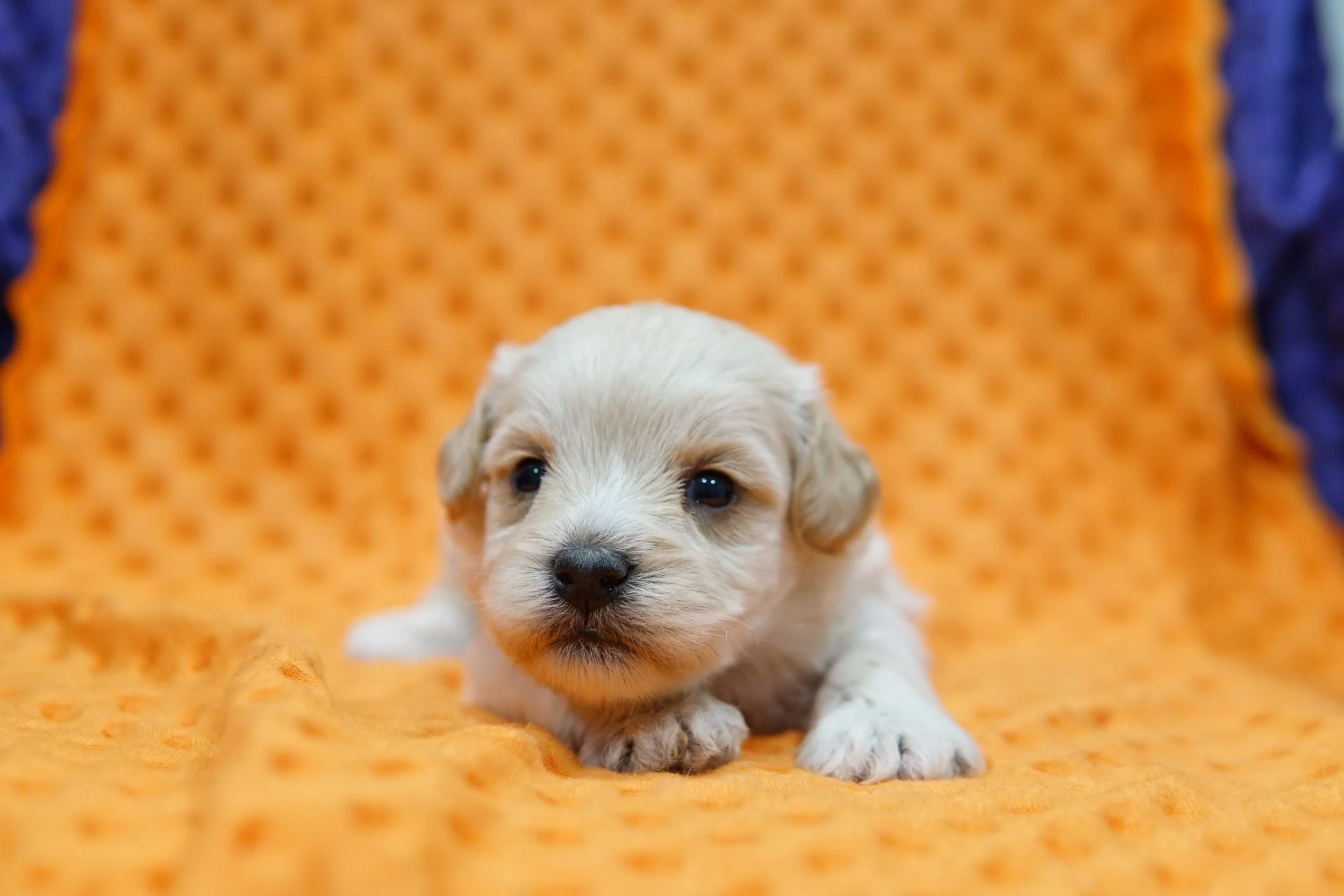 puppy 6 — North Iowa Puppies