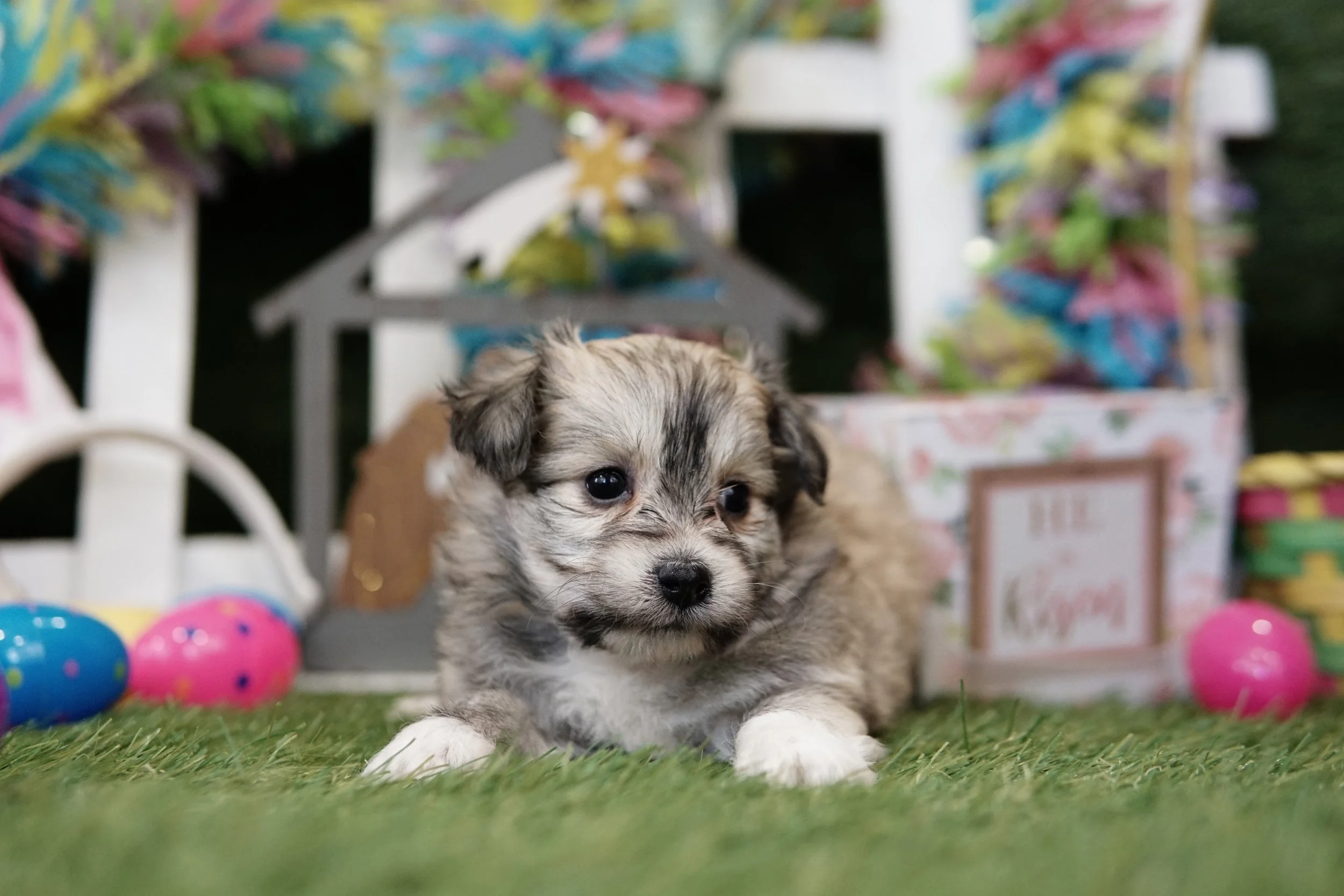 puppy 2 — North Iowa Puppies