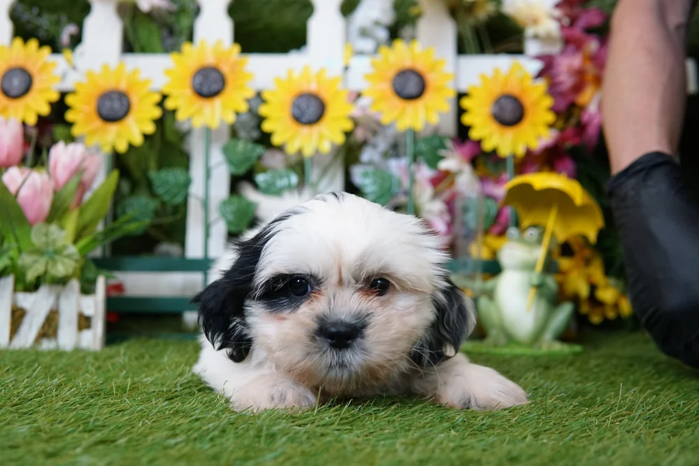 Available Puppies — North Iowa Puppies