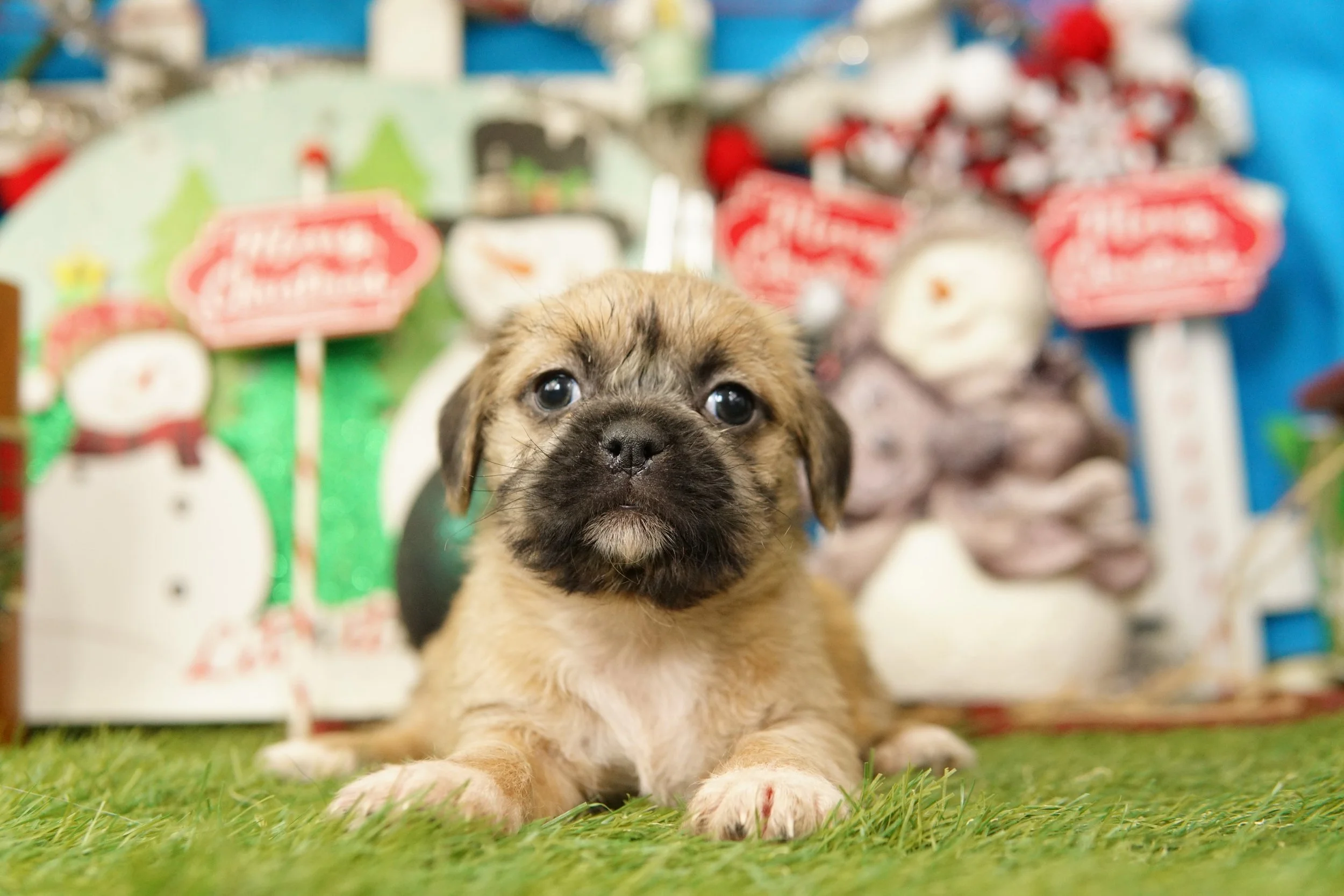 puppy 2 — North Iowa Puppies