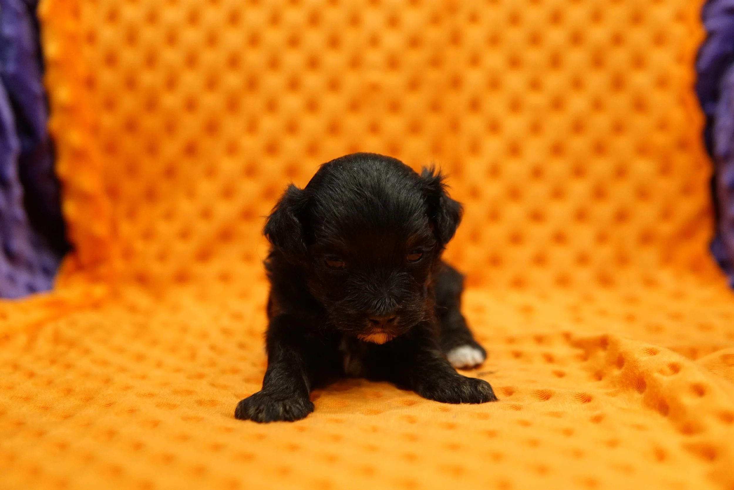 Available Puppies — North Iowa Puppies