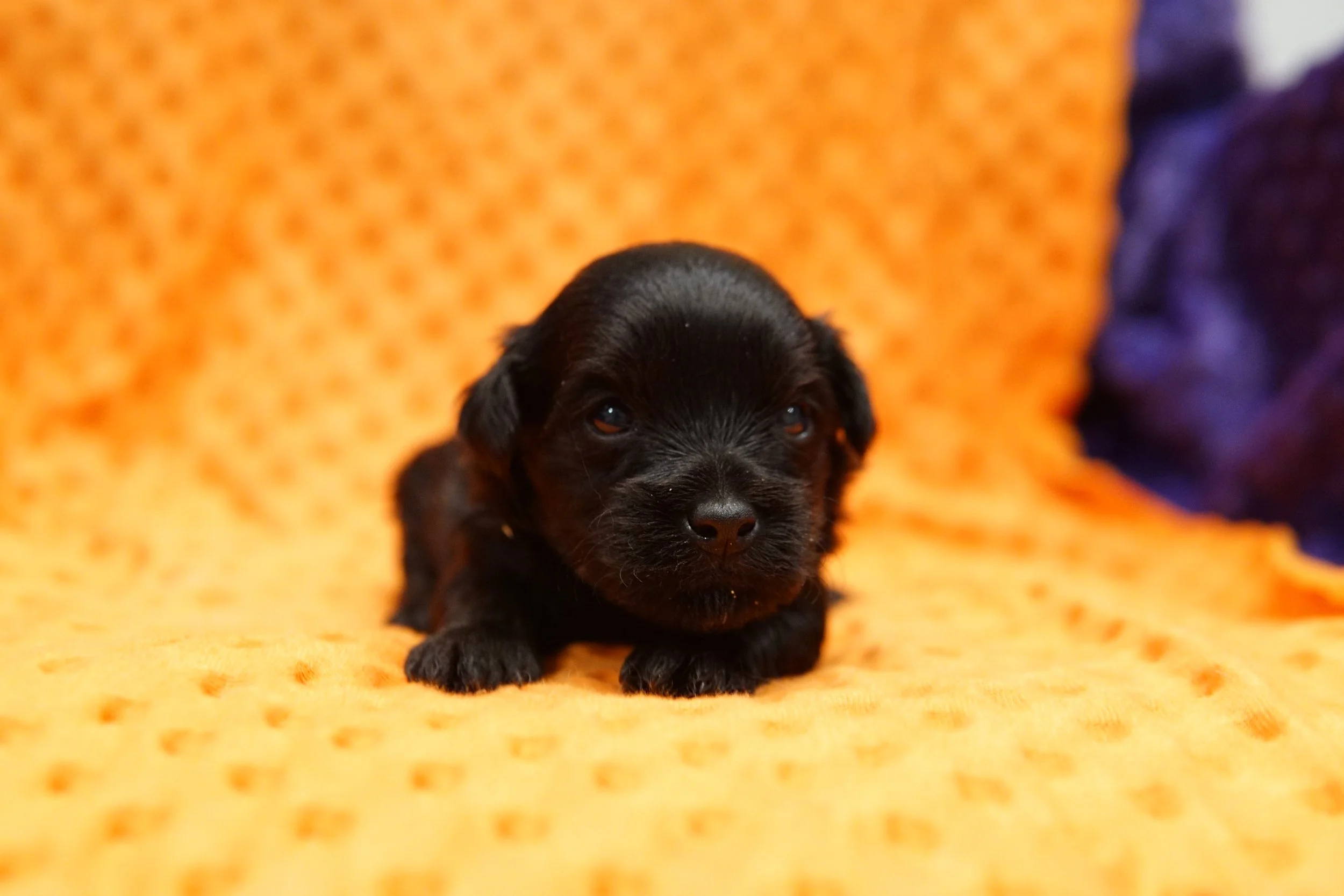 puppy 2 — North Iowa Puppies