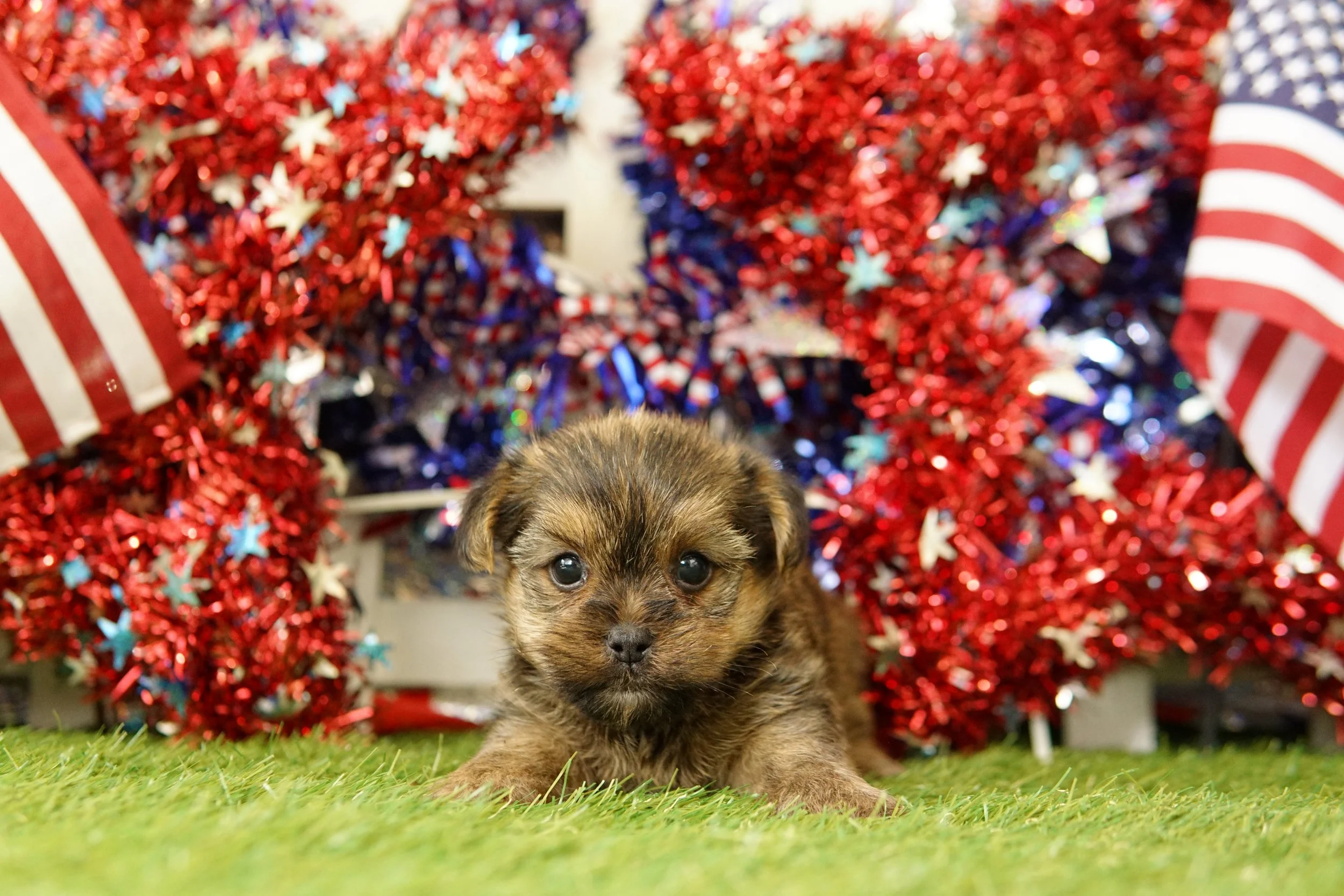 Available Puppies — North Iowa Puppies