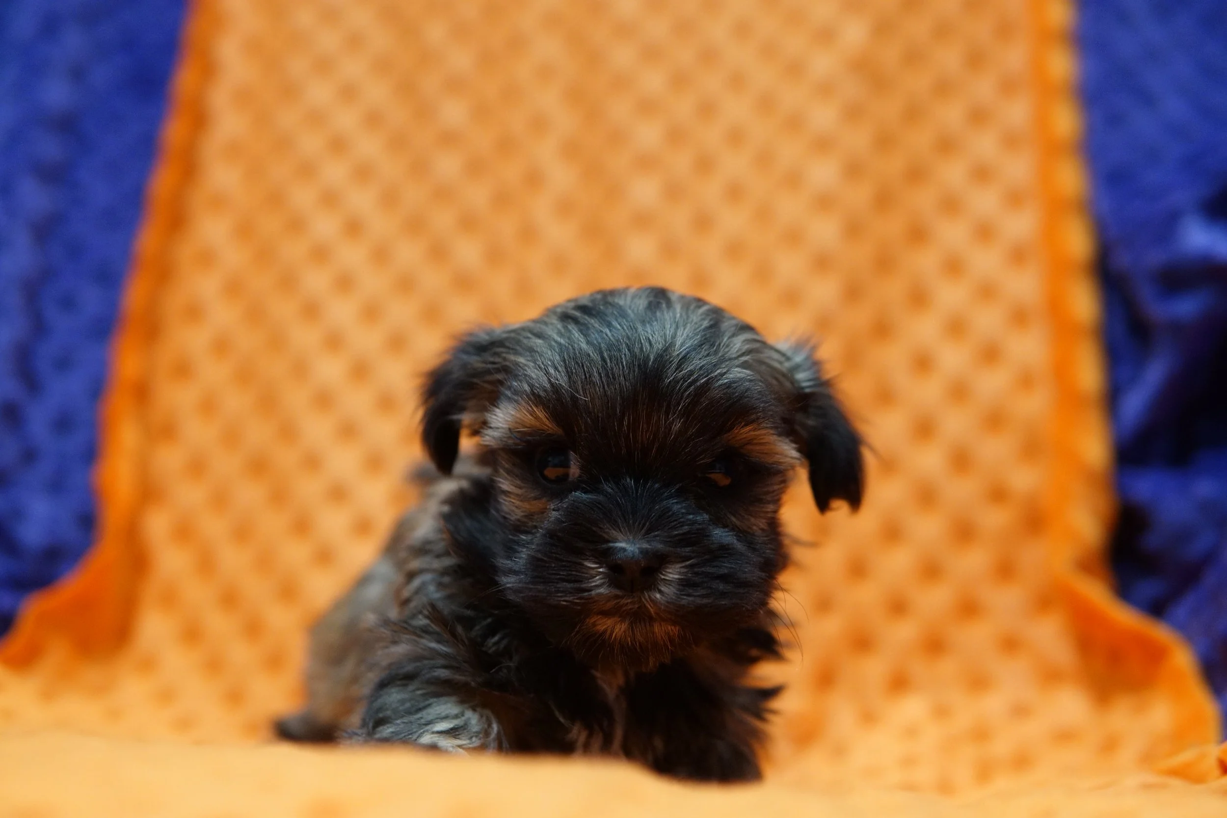 puppy 2 — North Iowa Puppies