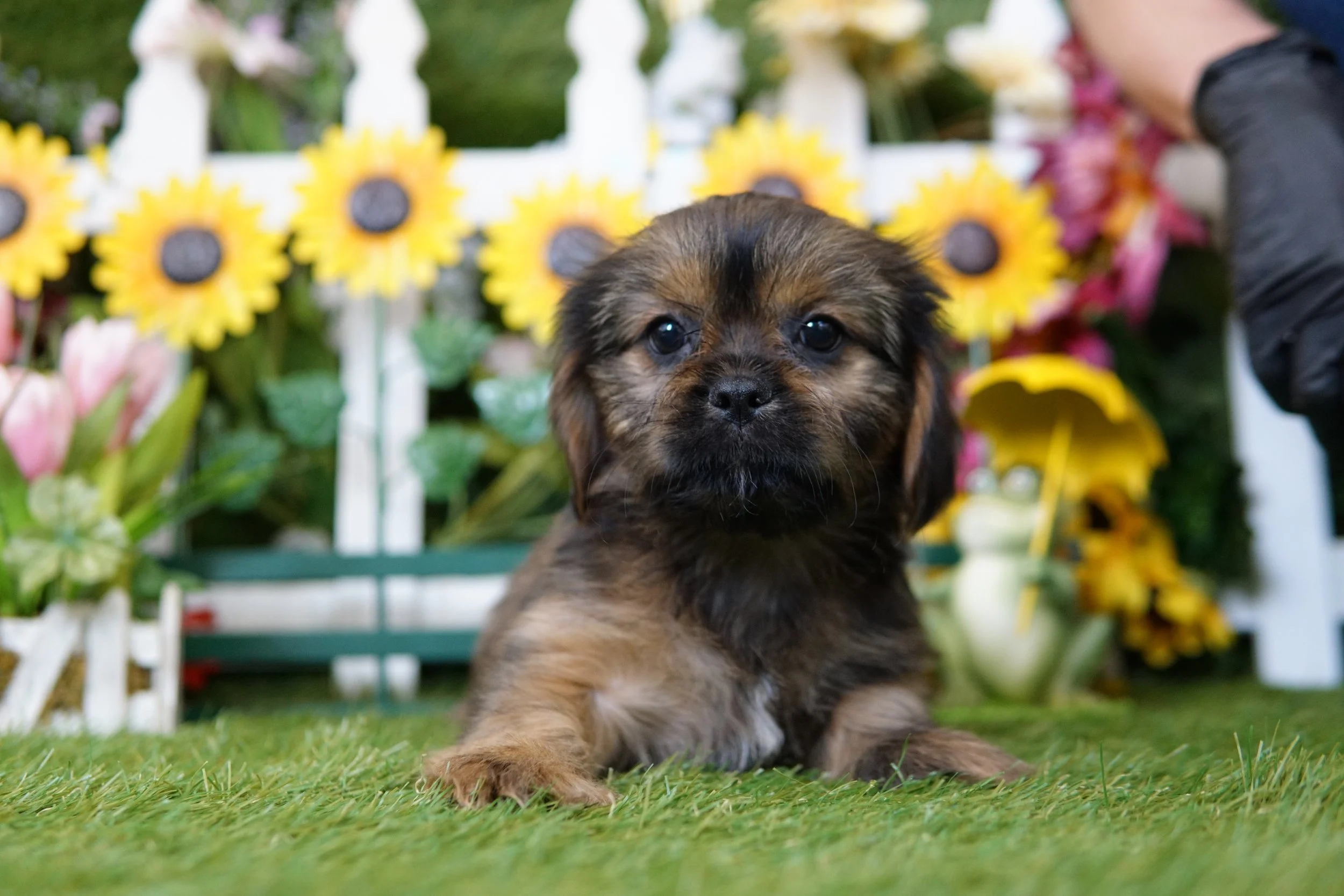 Available Puppies — North Iowa Puppies