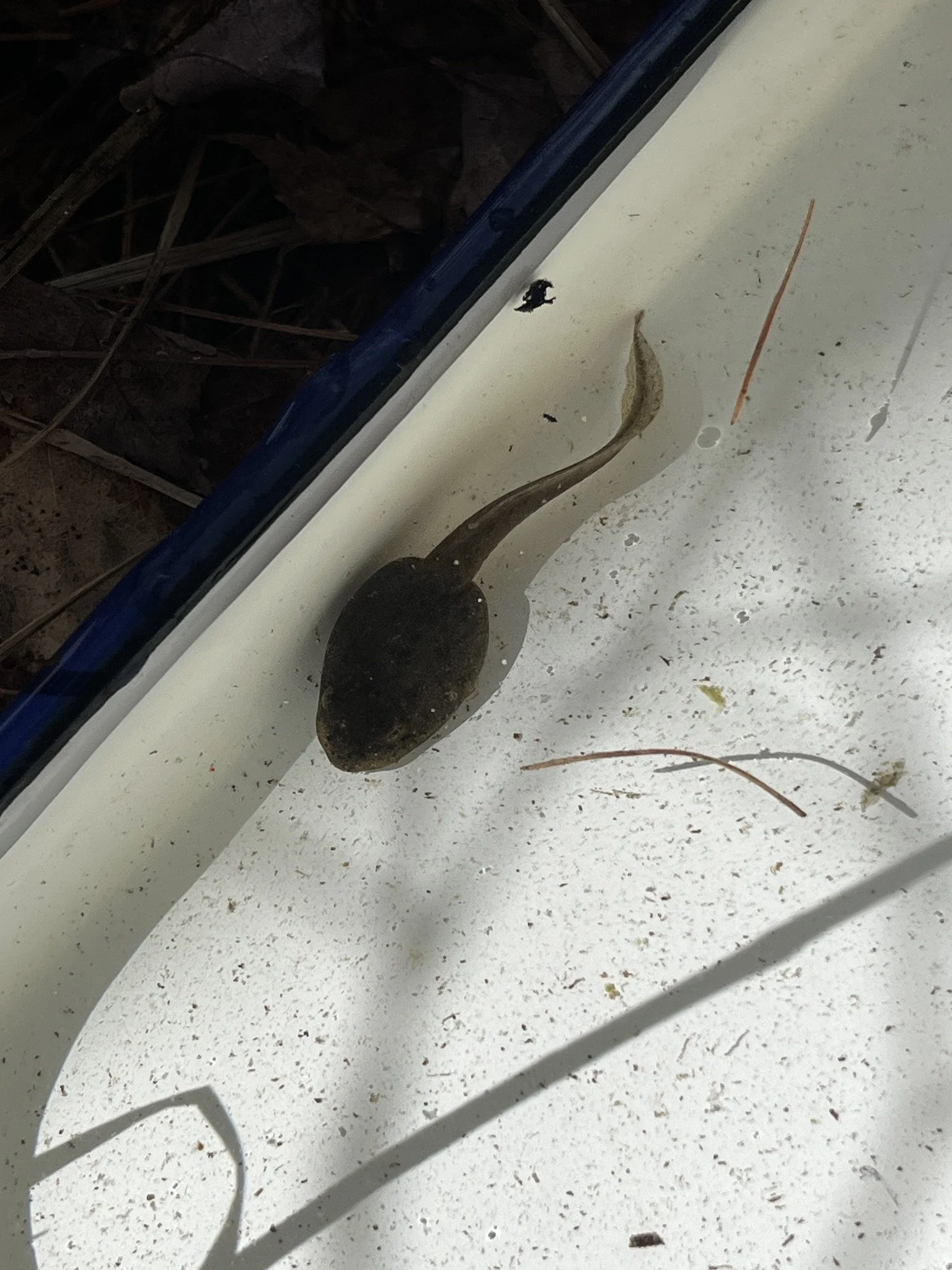Project FeederWatch — Greater Lovell Land Trust
