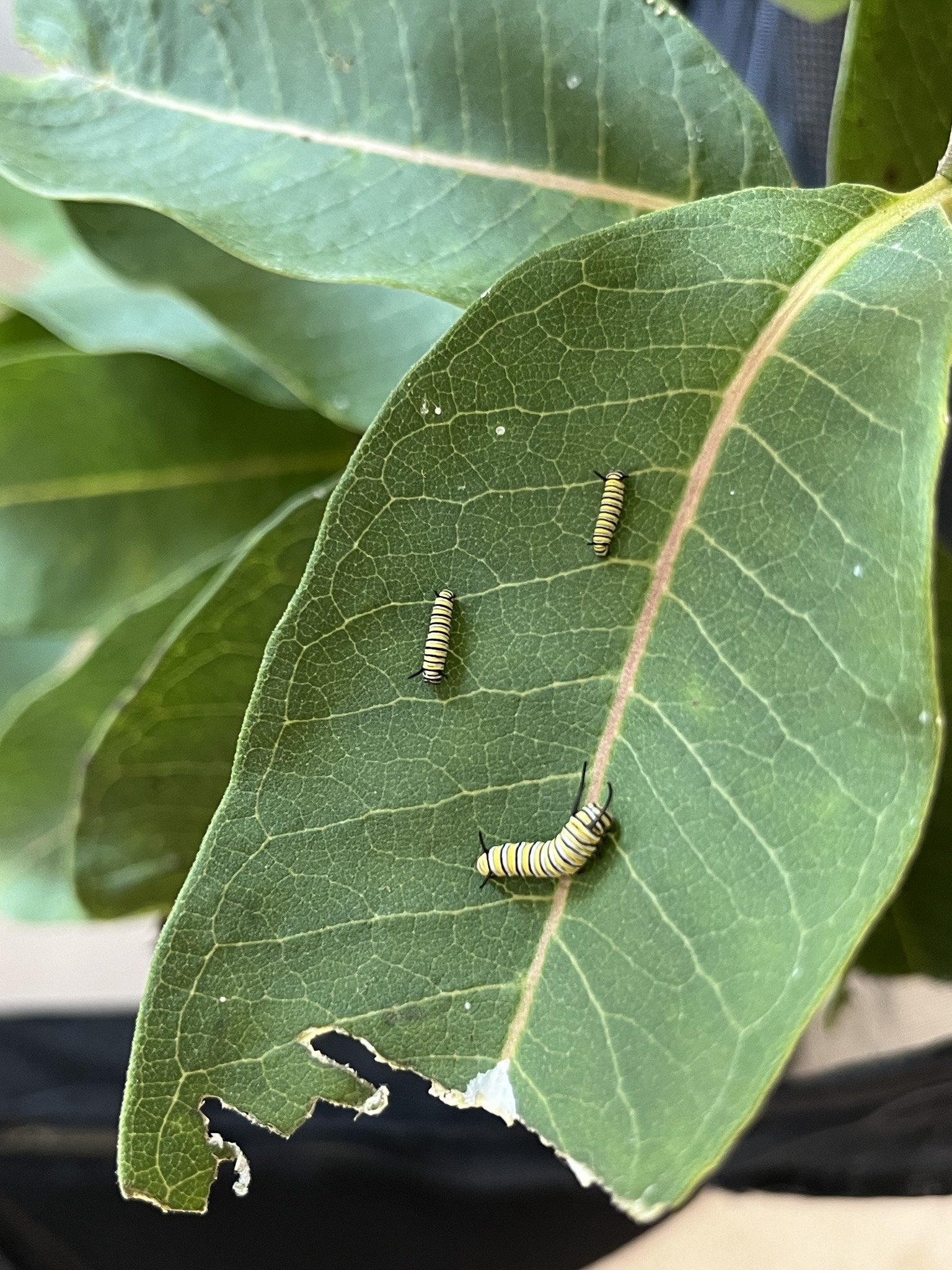 Hiking Trails & More — Greater Lovell Land Trust