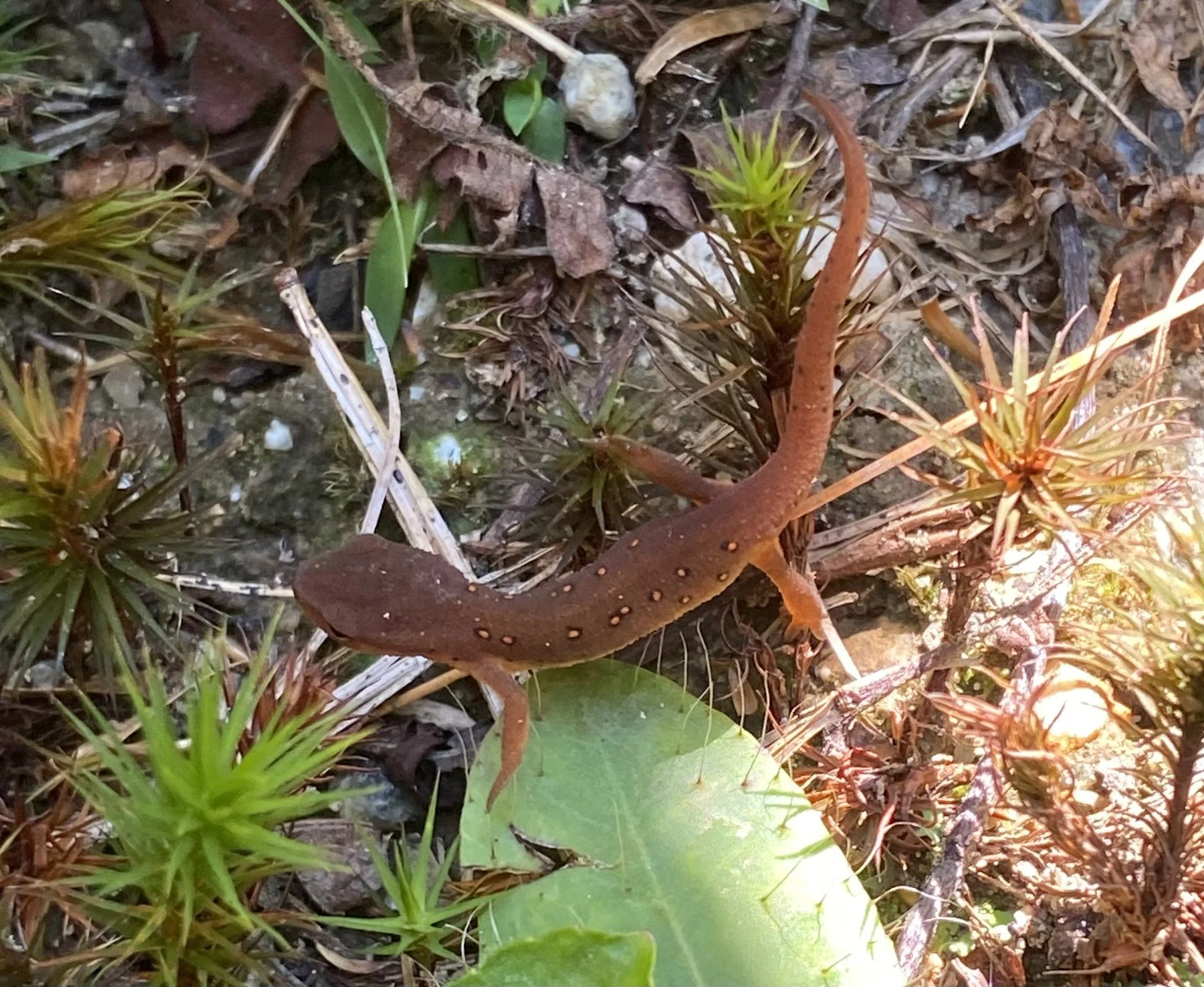 Greater Lovell Land Trust