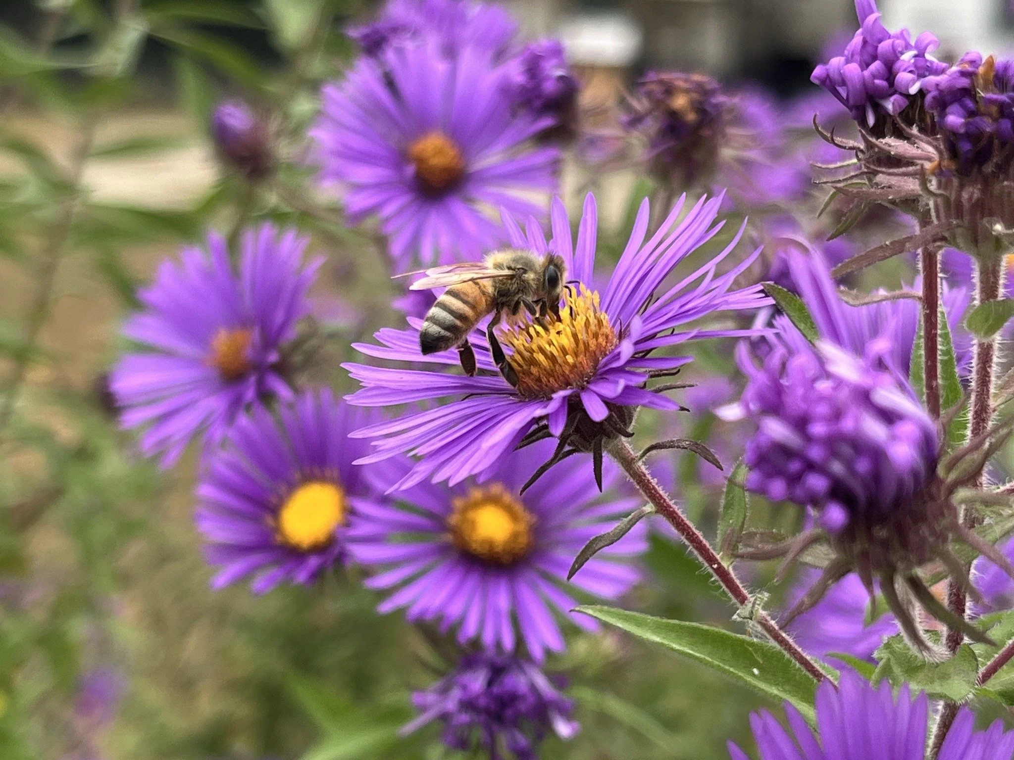 Greater Lovell Land Trust