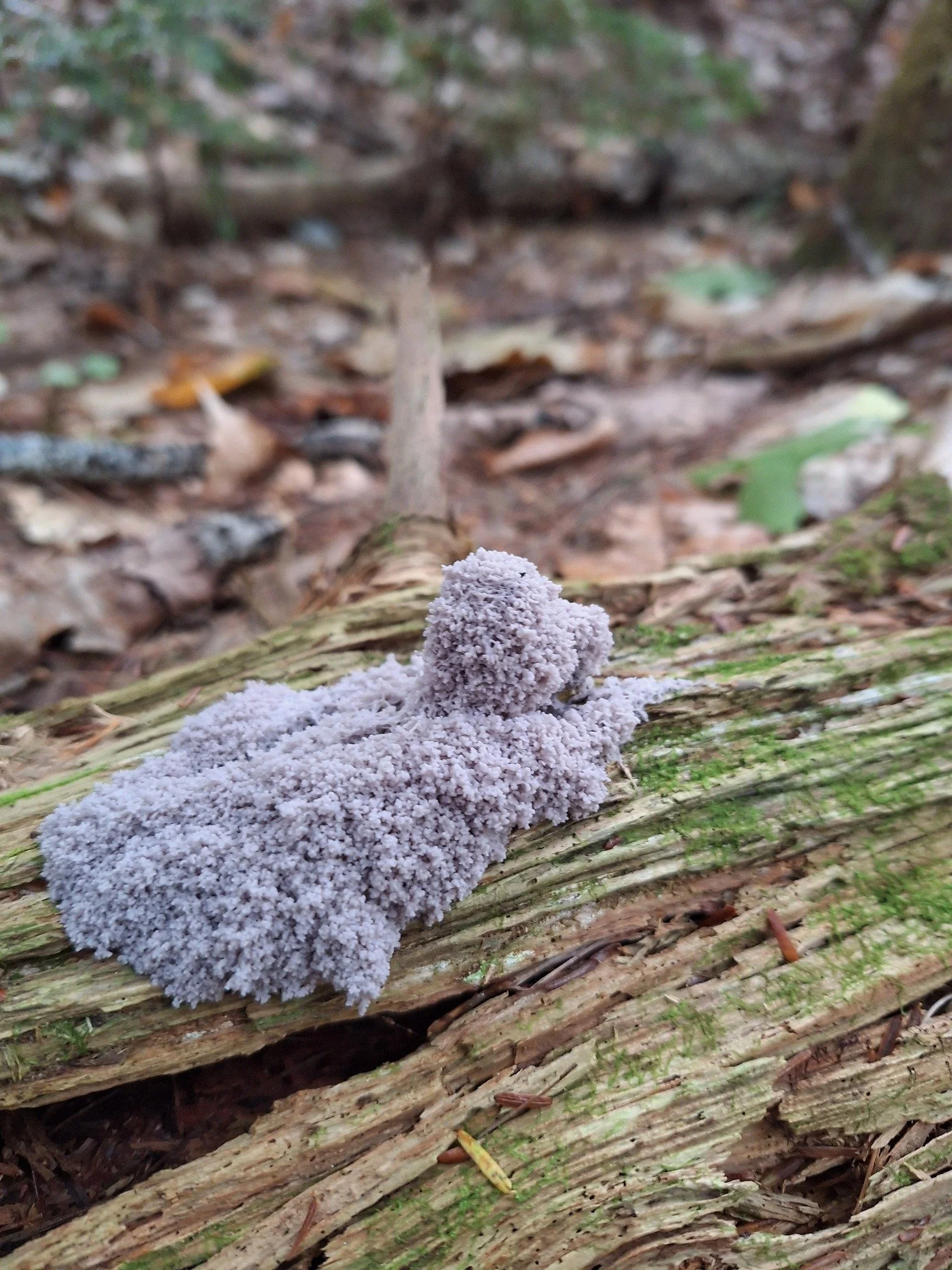 Who We Are — Greater Lovell Land Trust