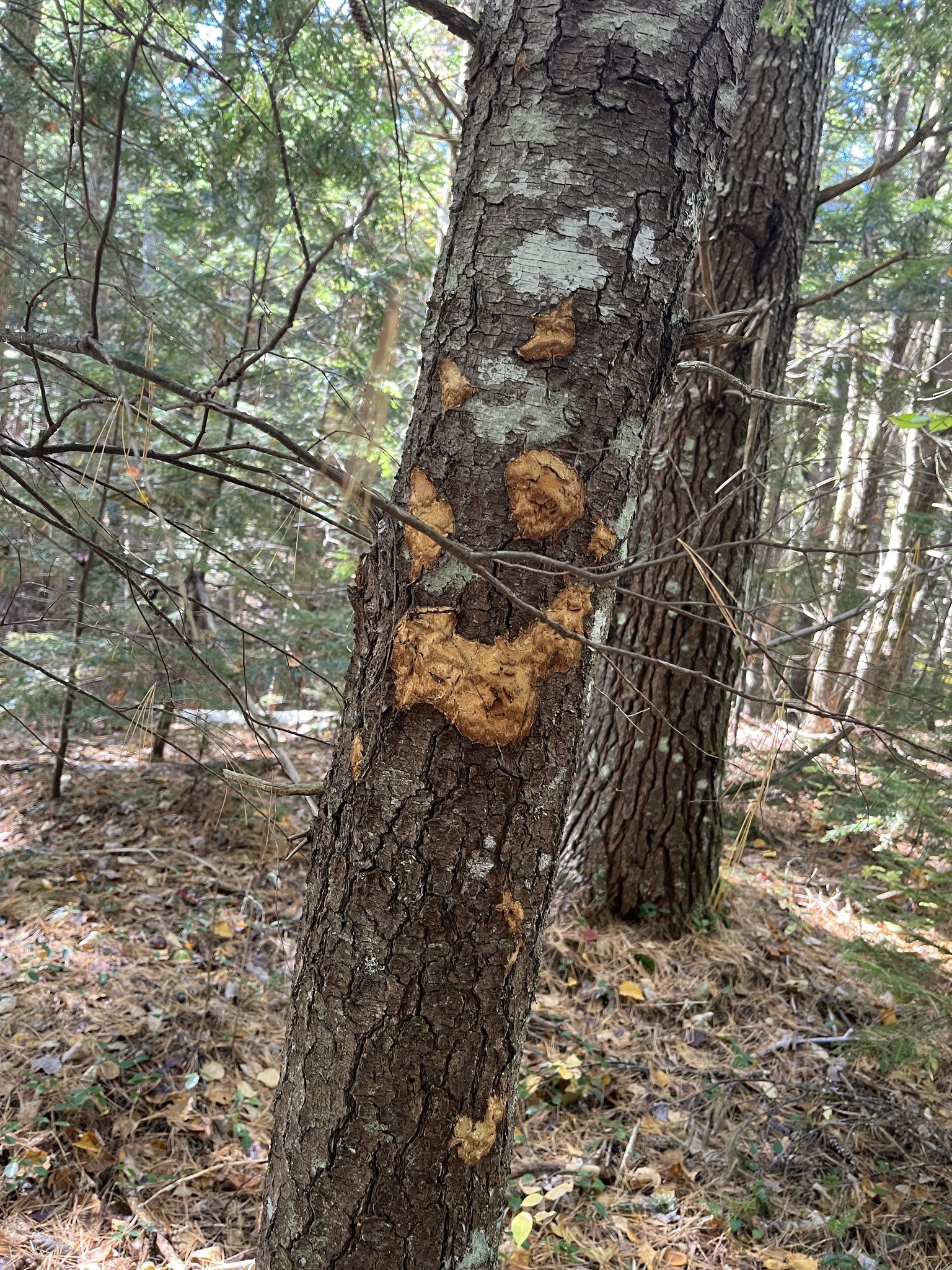 Greater Lovell Land Trust