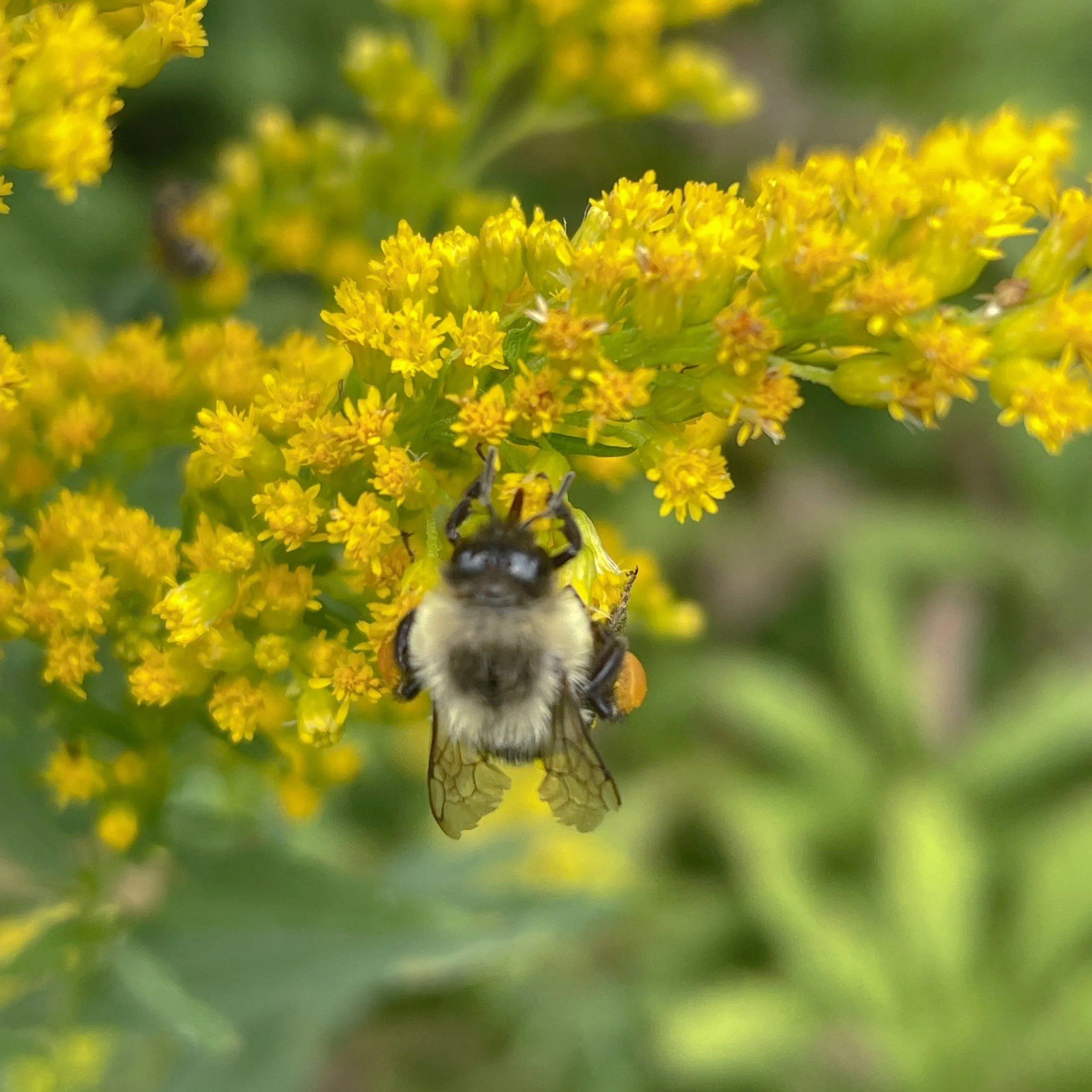 Greater Lovell Land Trust