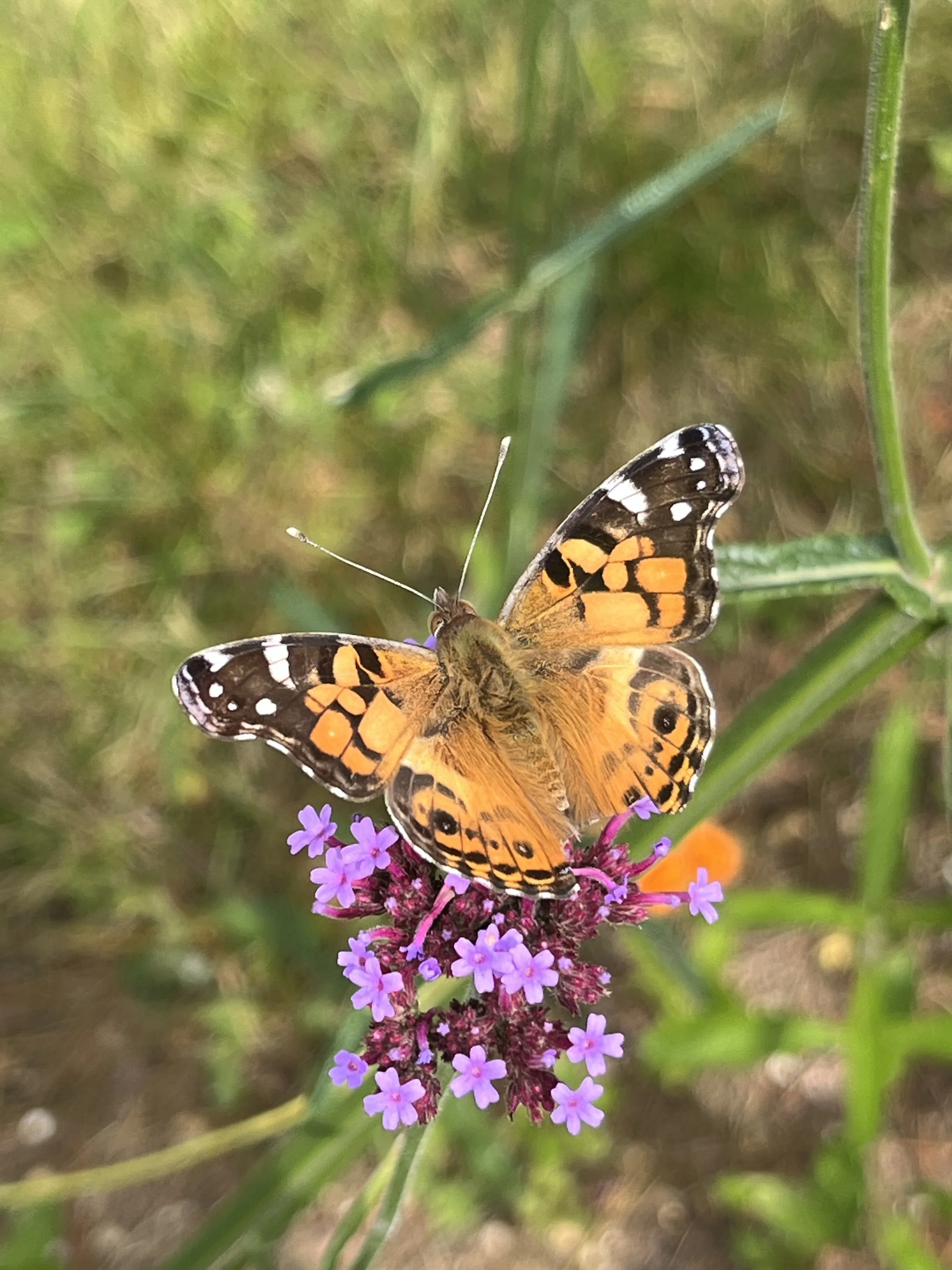 Greater Lovell Land Trust