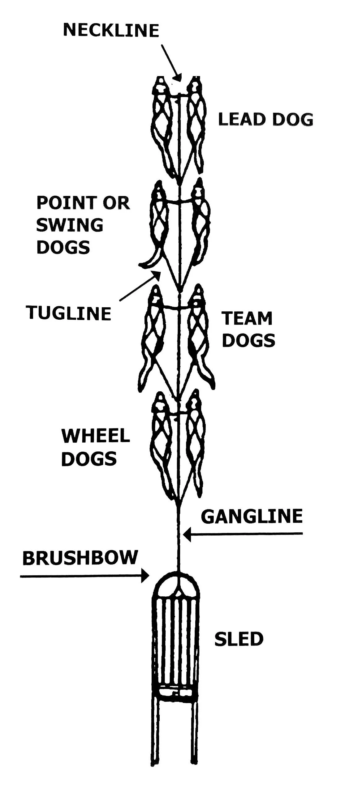 All About Sled Dogs Lake Minnetonka Klondike Dog Derby all-about-sled-dogs-lake-minnetonka-klondike-dog-derby