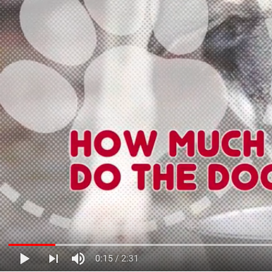 All About Sled Dogs — Lake Minnetonka Klondike Dog Derby