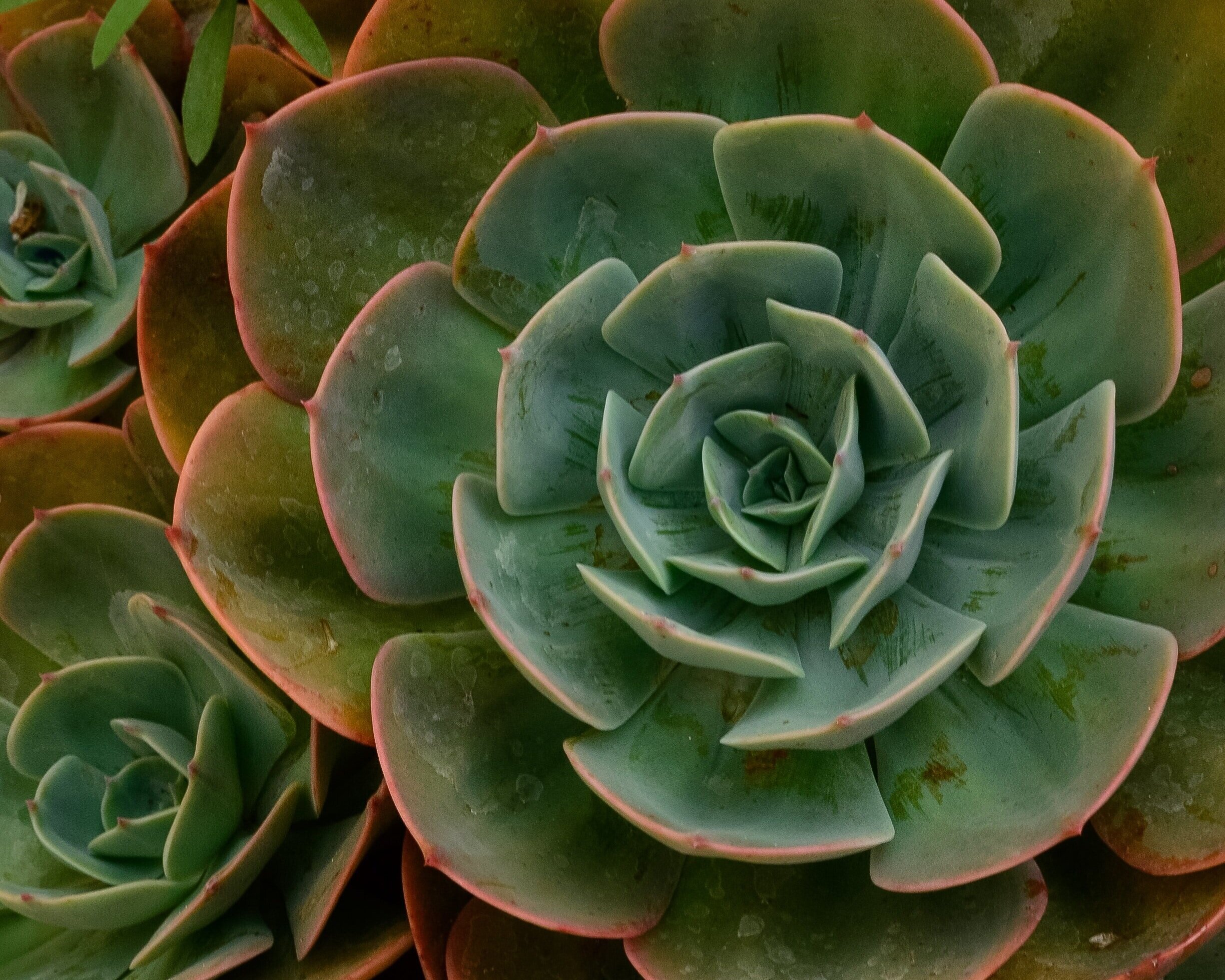 A Journey Through Coaching - Part 2: Adaptive Patterns — Fiona Horning, MA