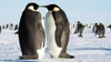 Extinct Colossus Penguin Was Nearly 7 Feet Tall — Pegasus Tutors