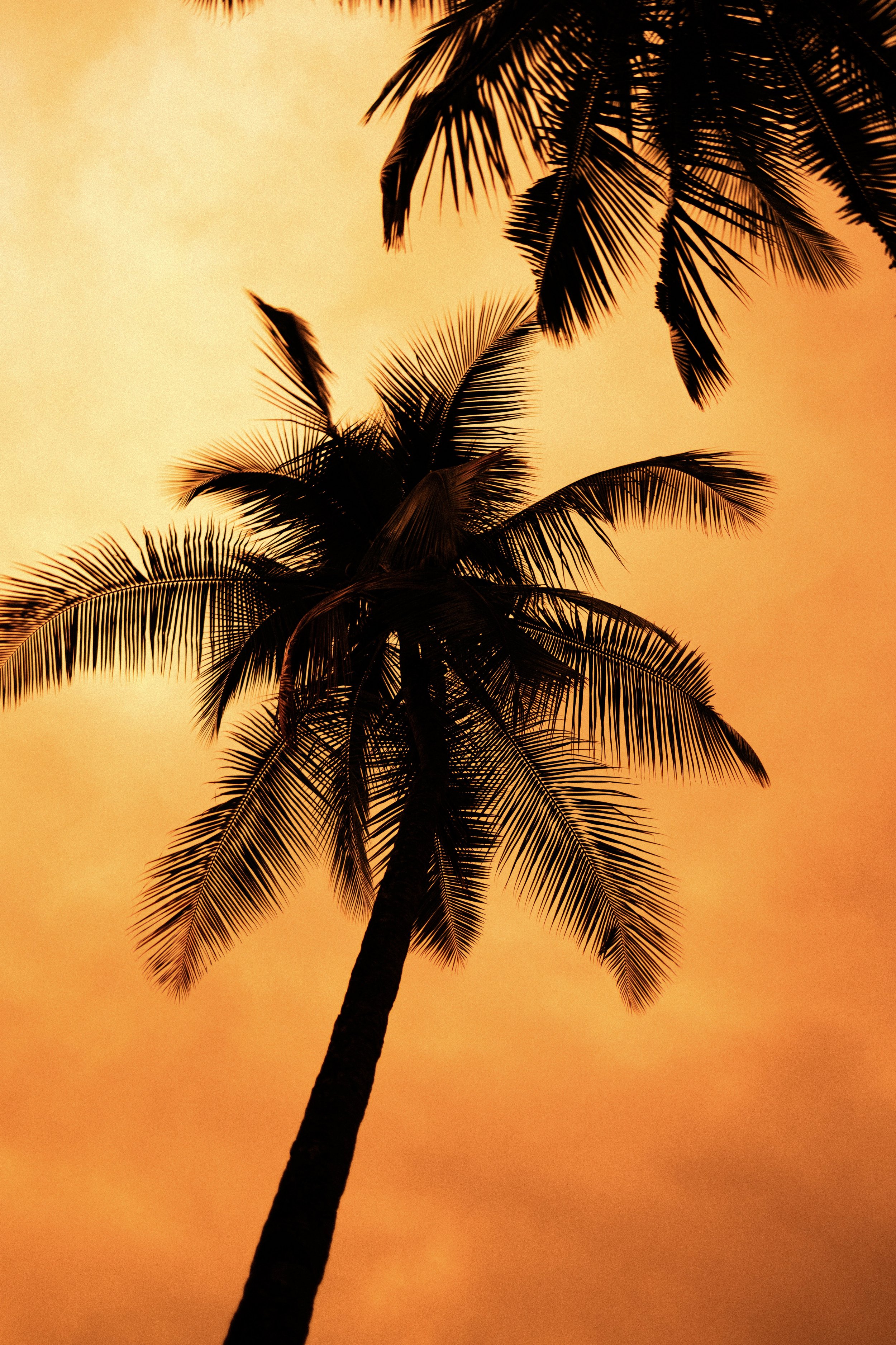 Costa Rica — Bannarchy