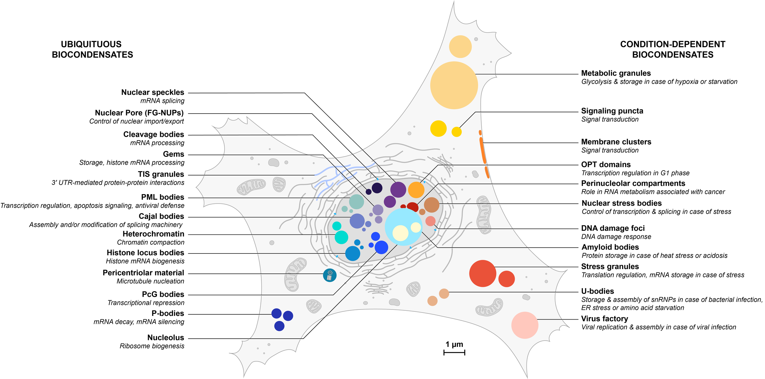 Phase Separation — The Animation Lab