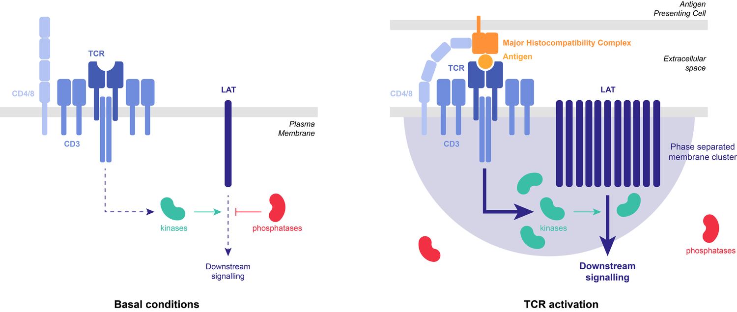 Phase Separation — The Animation Lab