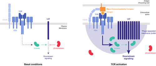 Phase Separation — The Animation Lab